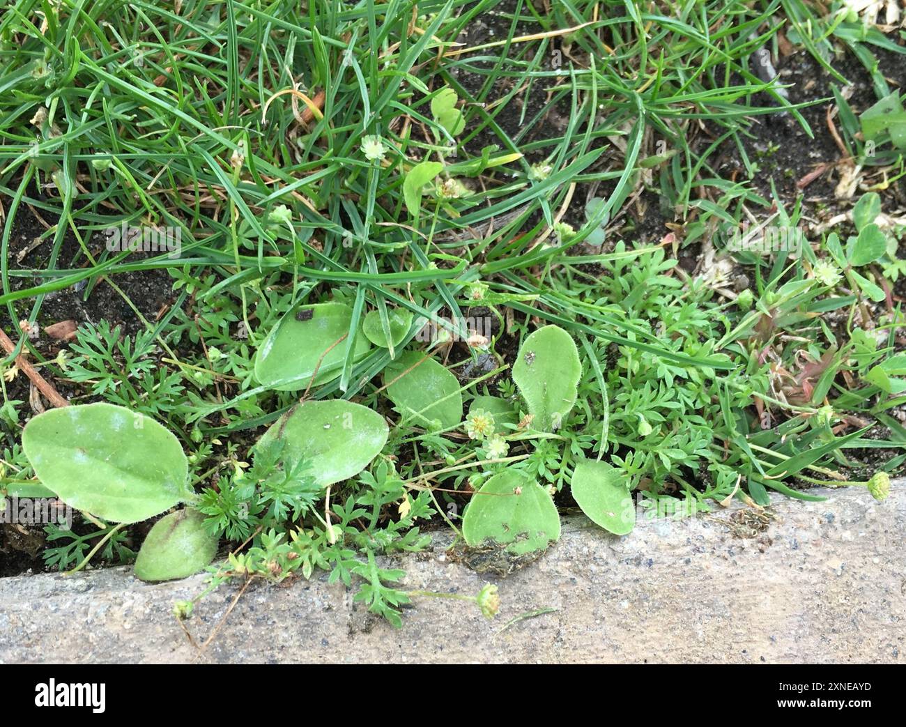 Common Cotula (Cotula australis) Plantae Stock Photo - Alamy