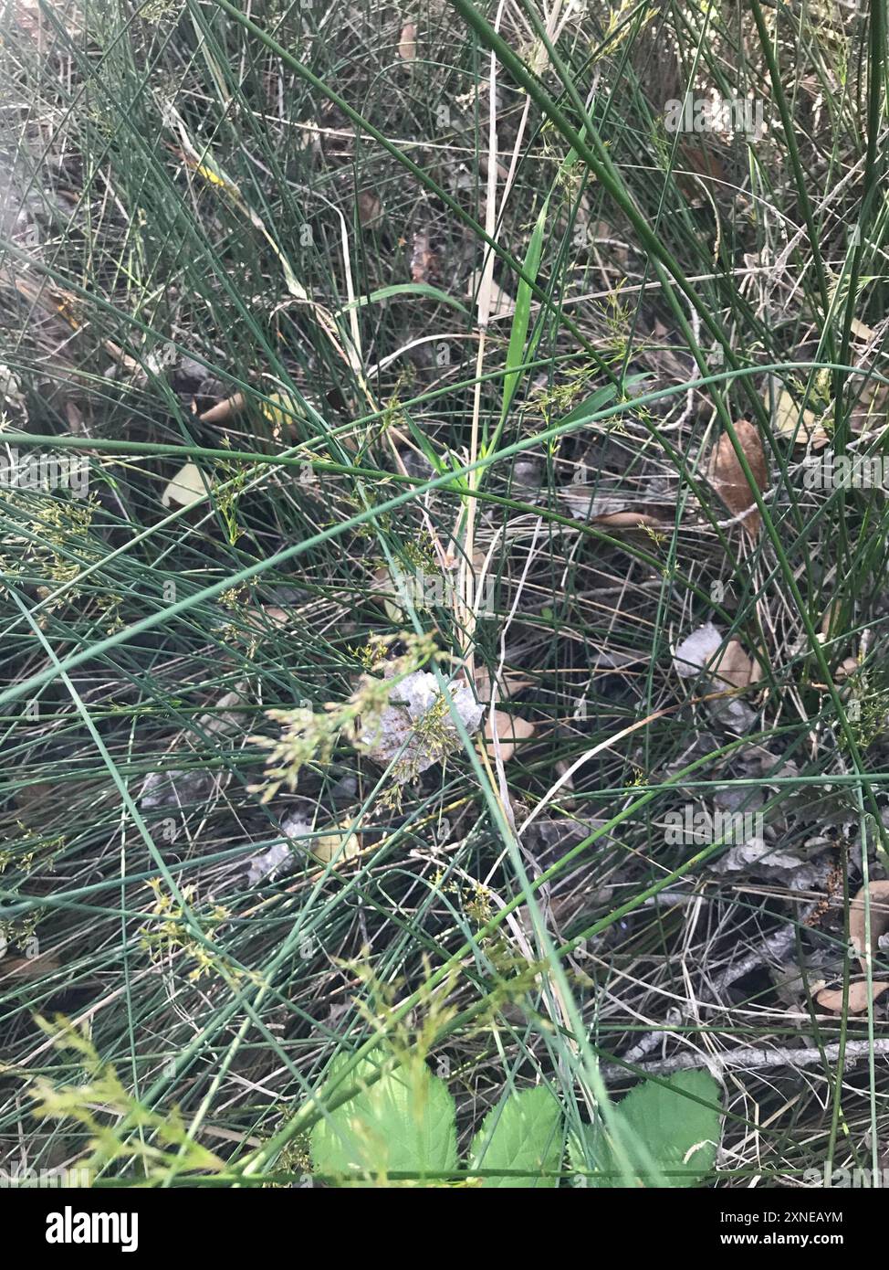 grasses, sedges, cattails, and allies (Poales) Plantae Stock Photo - Alamy