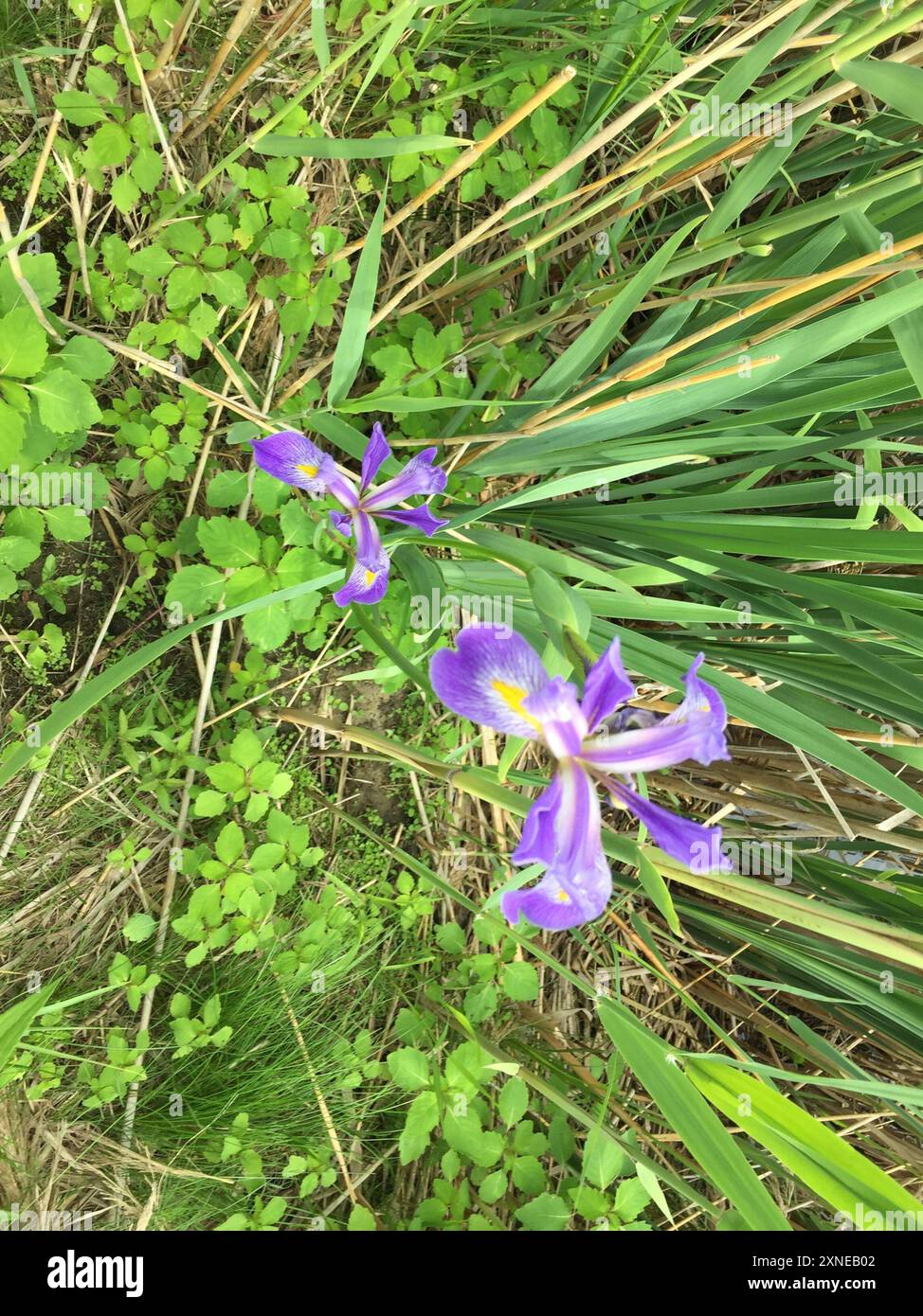 southern blue flag (Iris virginica) Plantae Stock Photo - Alamy