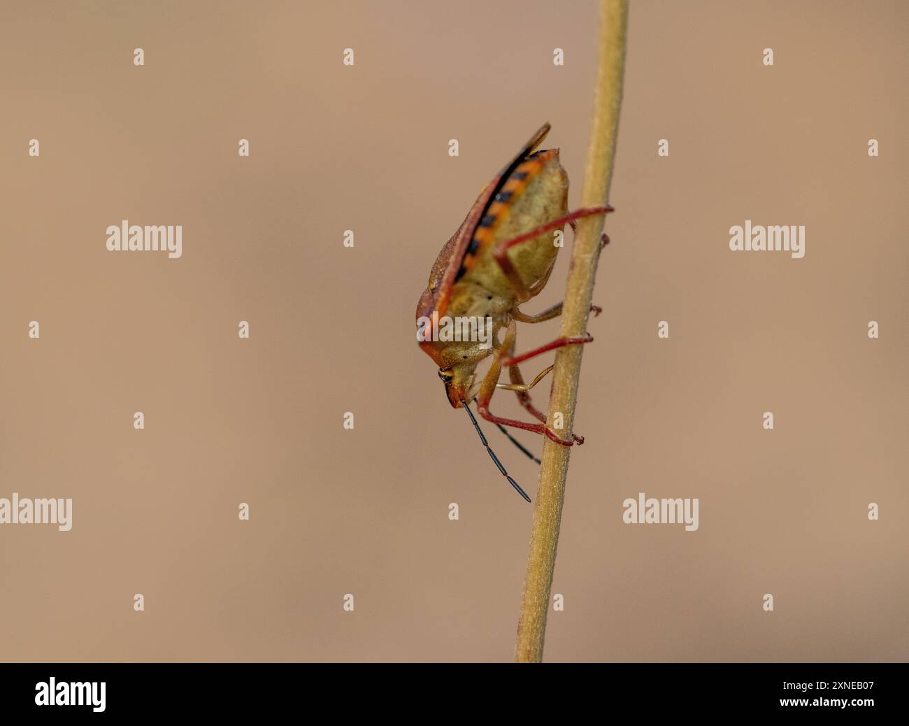 Shield Bug Climbing Down on a Plant Stem Stock Photo - Alamy
