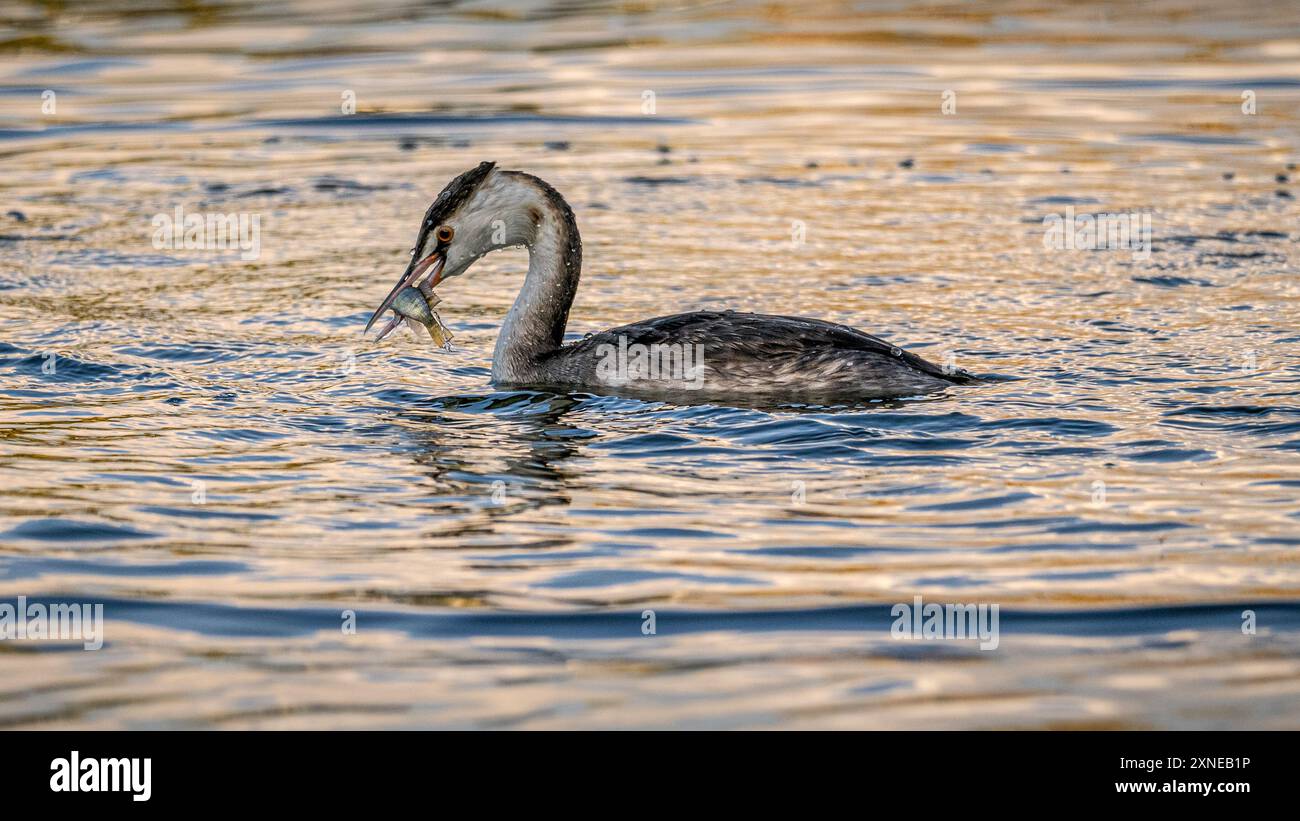 Palamida hi-res stock photography and images - Alamy