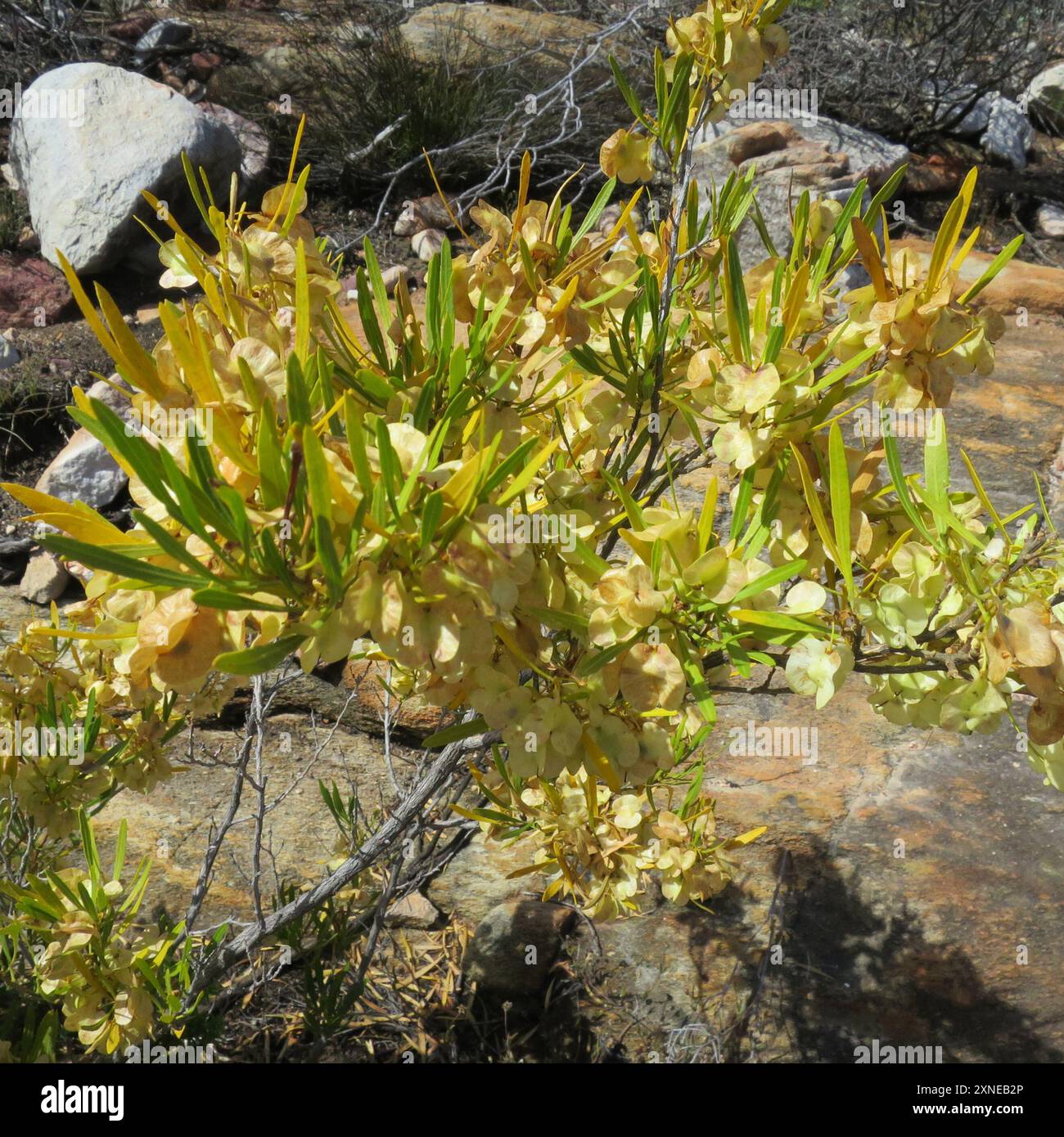 narrow-leaf hopbush (Dodonaea viscosa angustifolia) Plantae Stock Photo ...