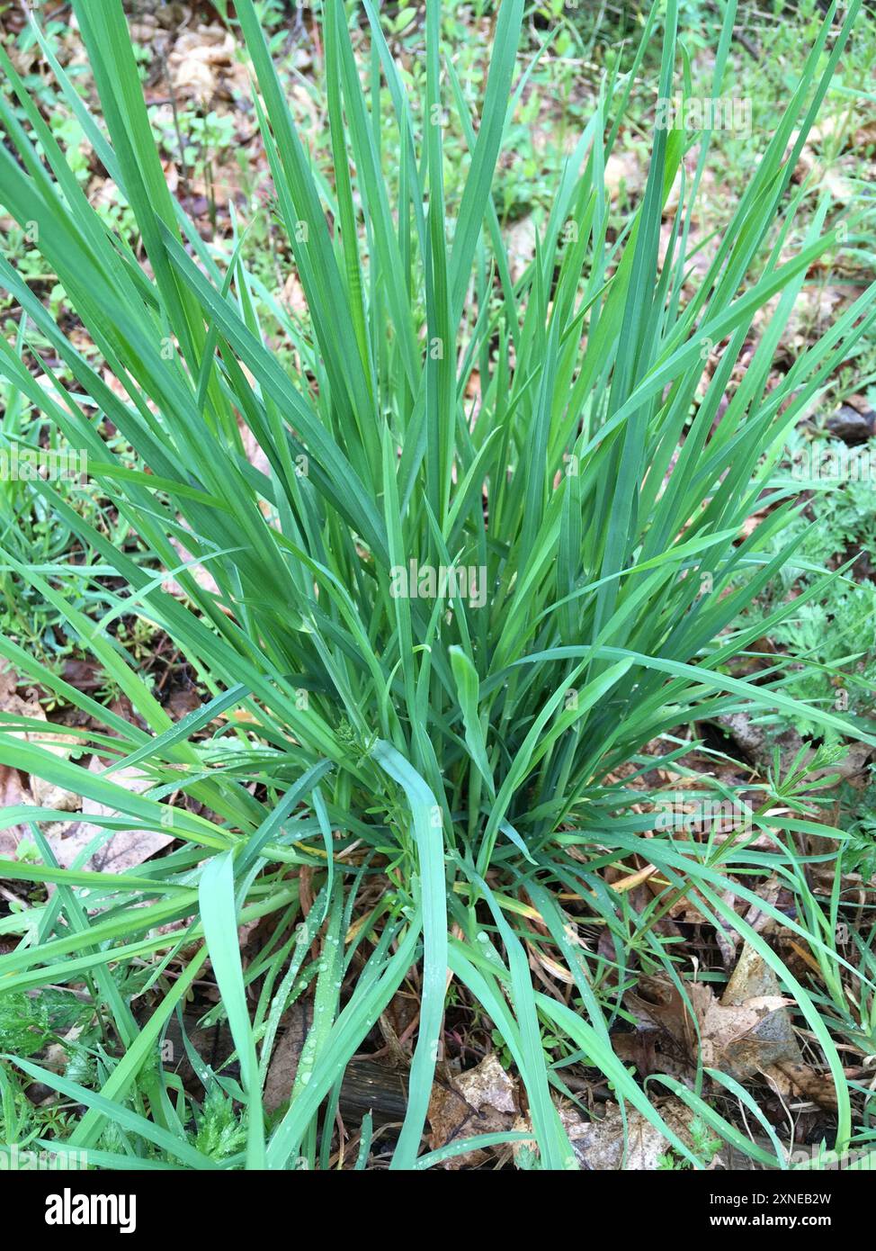 grasses, sedges, cattails, and allies (Poales) Plantae Stock Photo - Alamy