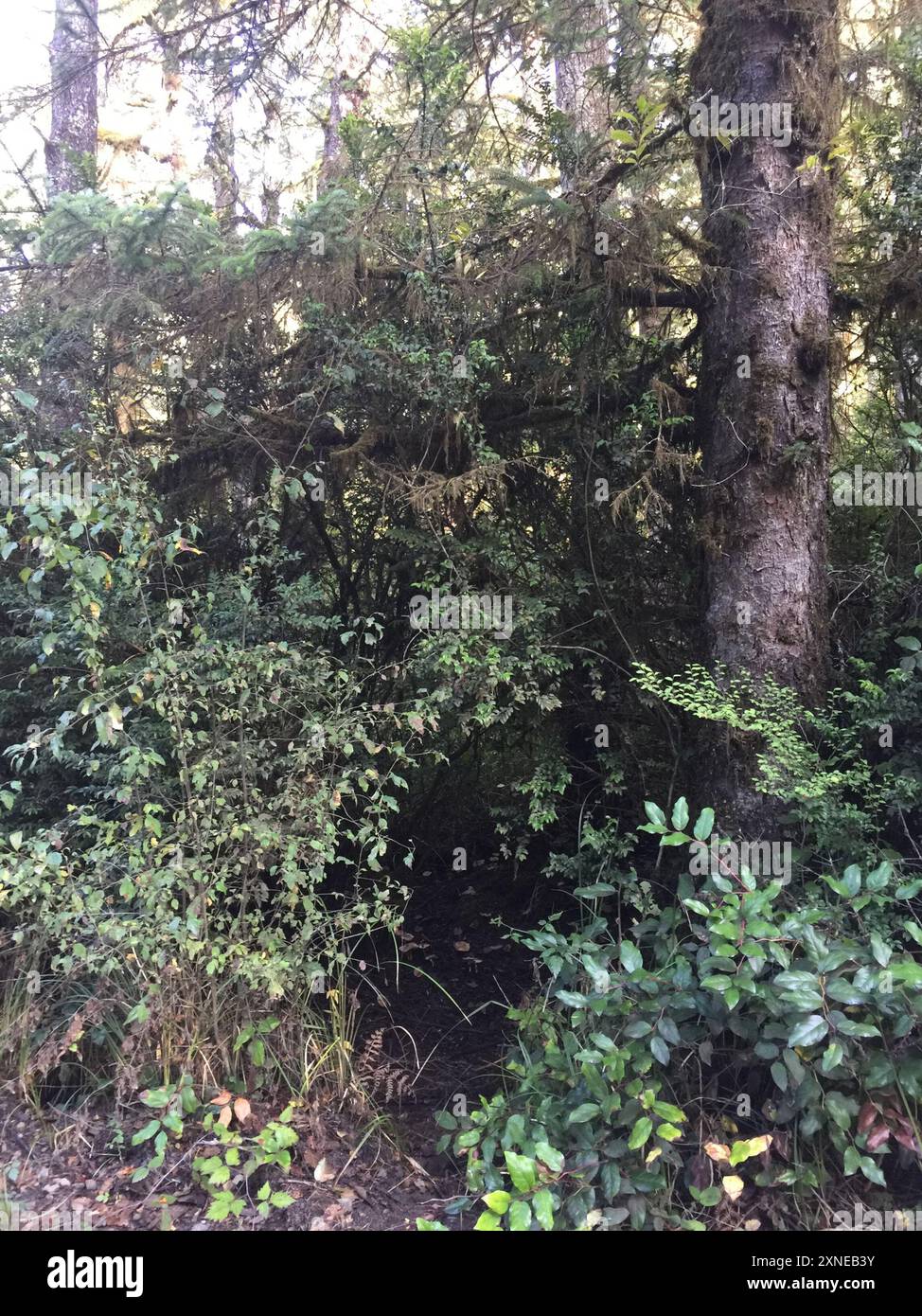 Jellied Bolete (Suillus flavidus) Fungi Stock Photo - Alamy