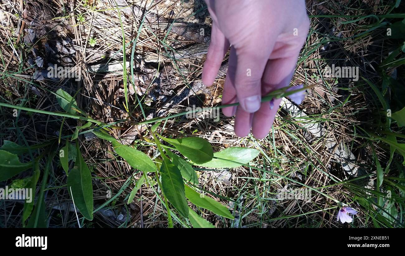 inflated grasswidow (Olsynium douglasii inflatum) Plantae Stock Photo ...