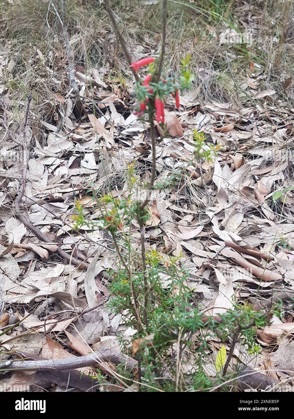 Common Heath (Epacris impressa) Plantae Stock Photo - Alamy