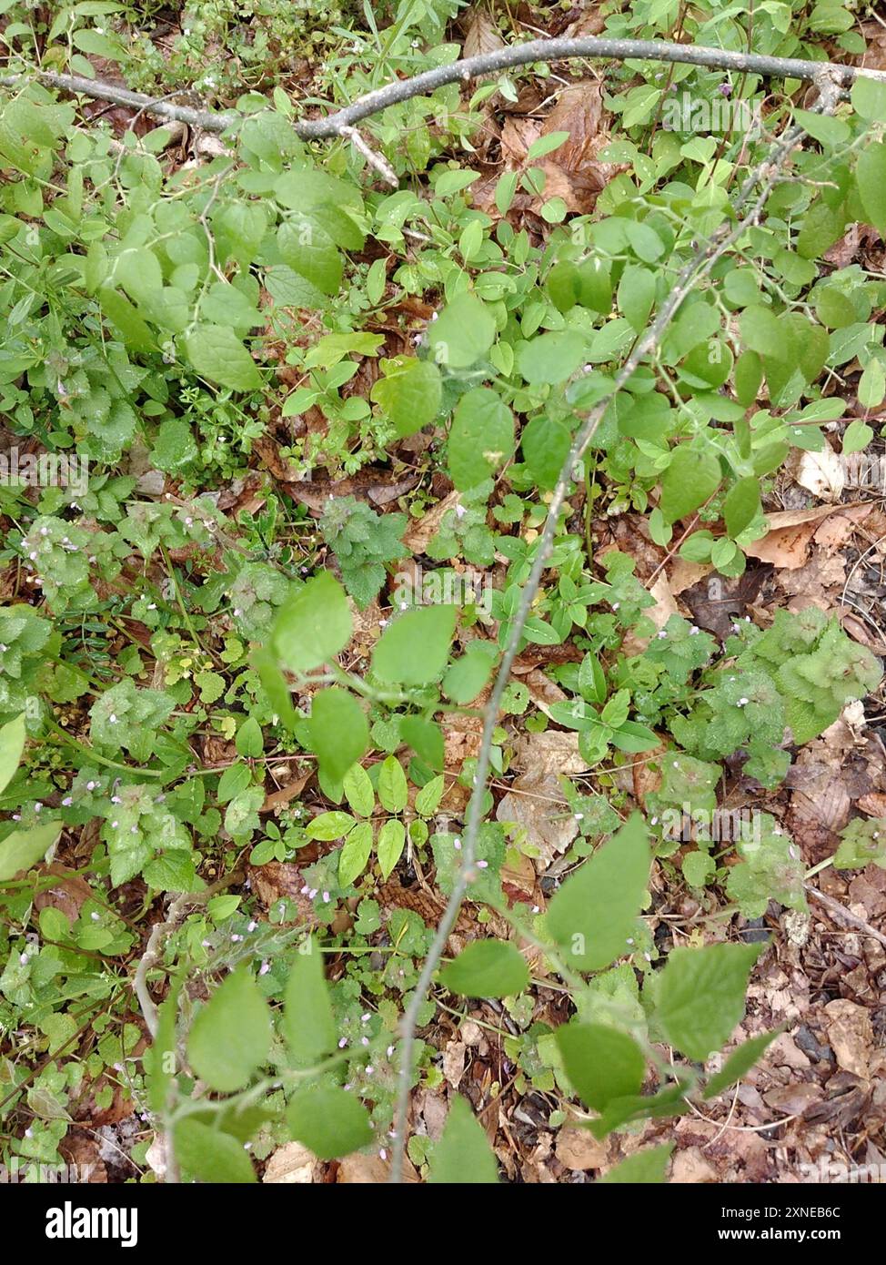 coralberry (Symphoricarpos orbiculatus) Plantae Stock Photo - Alamy