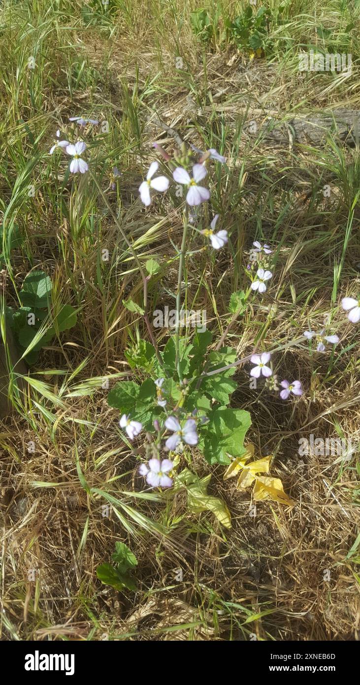 wild and domestic radish (Raphanus raphanistrum sativus) Plantae Stock ...