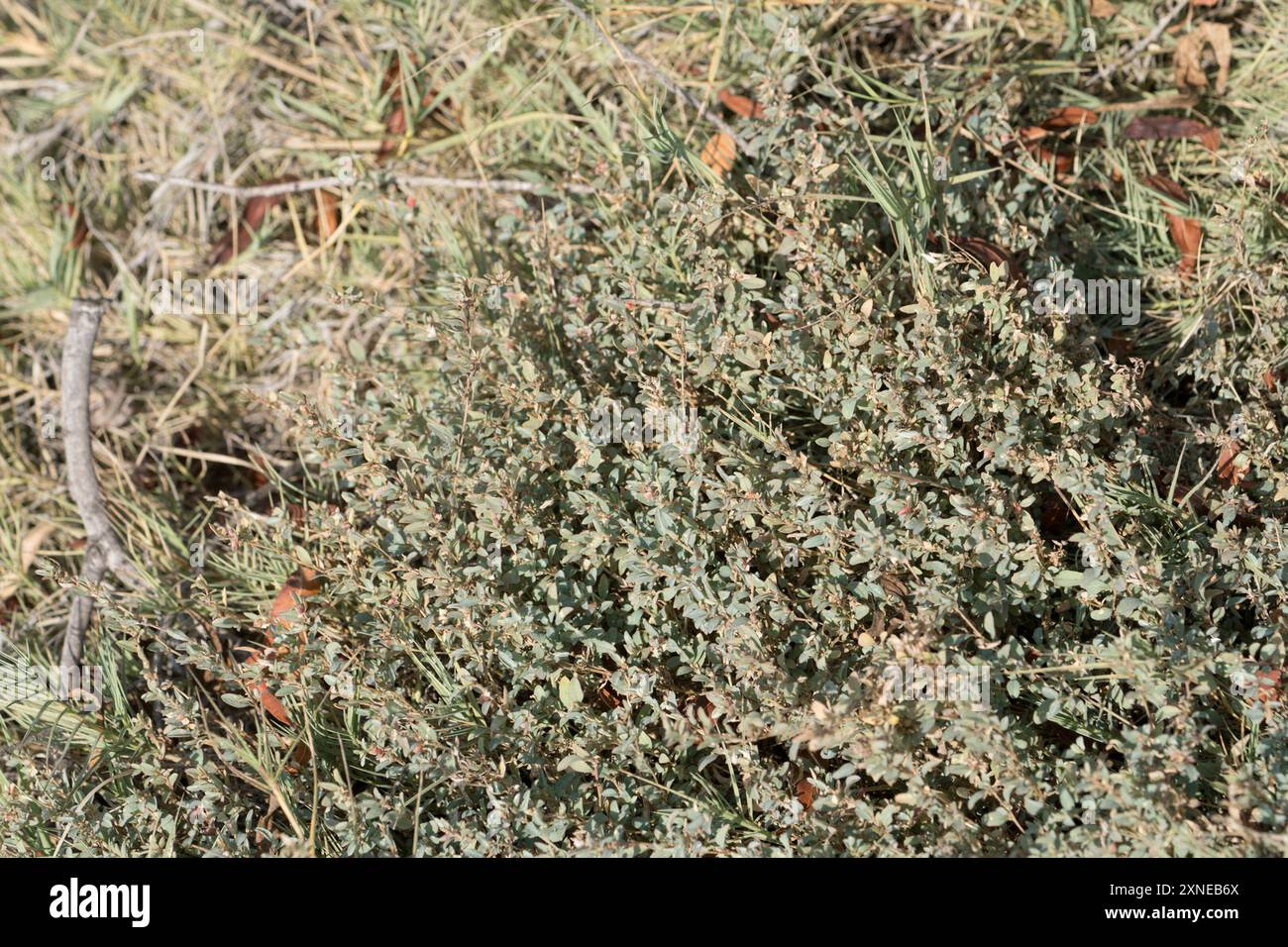 berry saltbush (Atriplex semibaccata) Plantae Stock Photo - Alamy