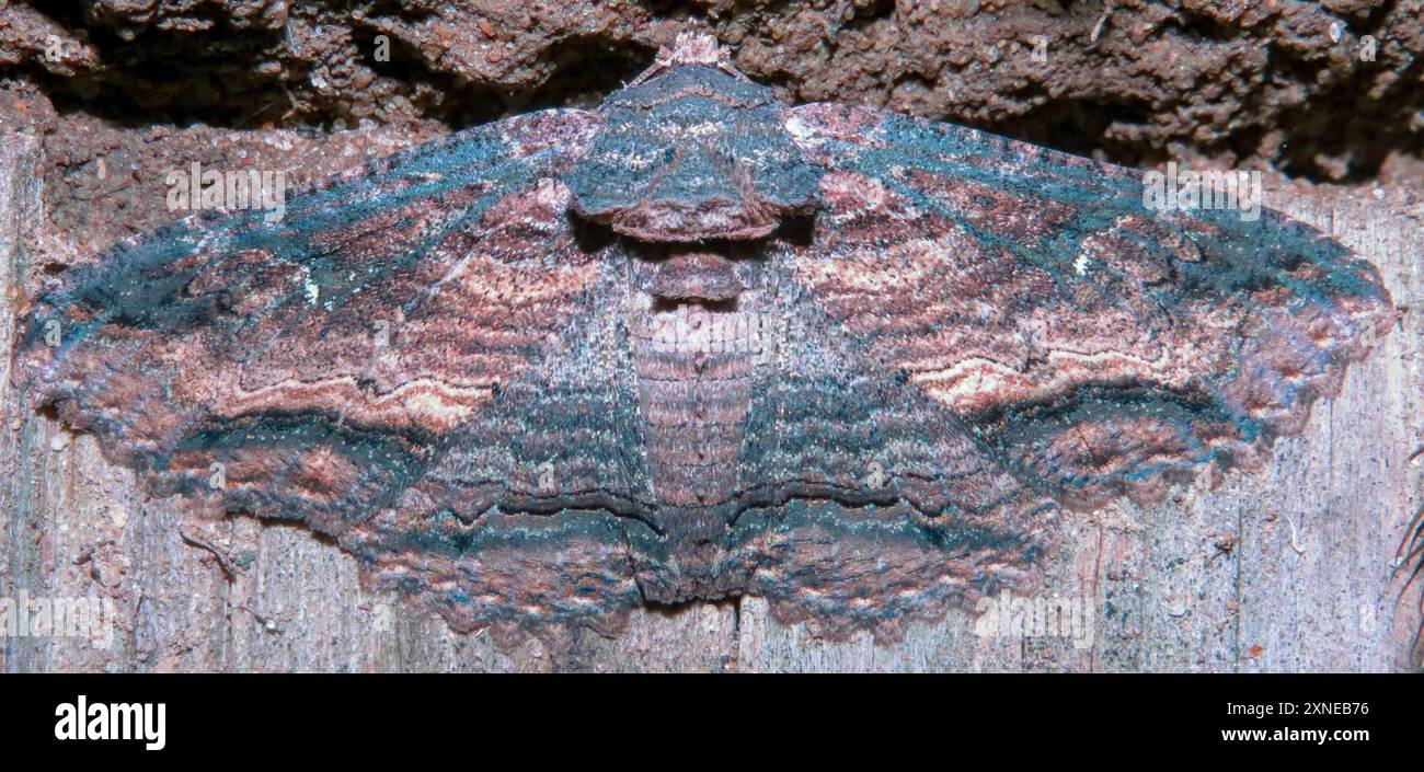 Lunate Zale Moth (Zale lunata) Insecta Stock Photo - Alamy