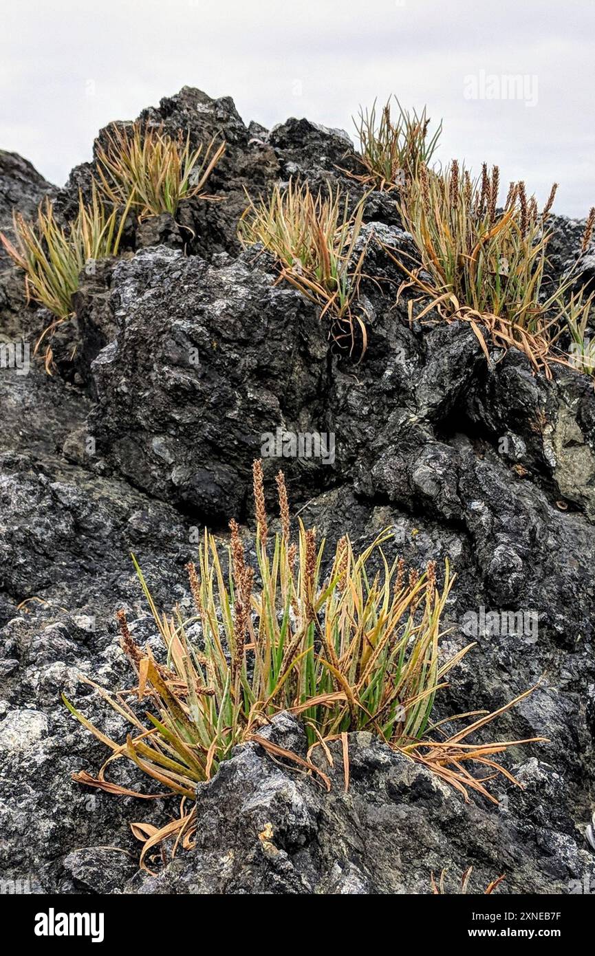 Sea Plantain (Plantago maritima) Plantae Stock Photo - Alamy