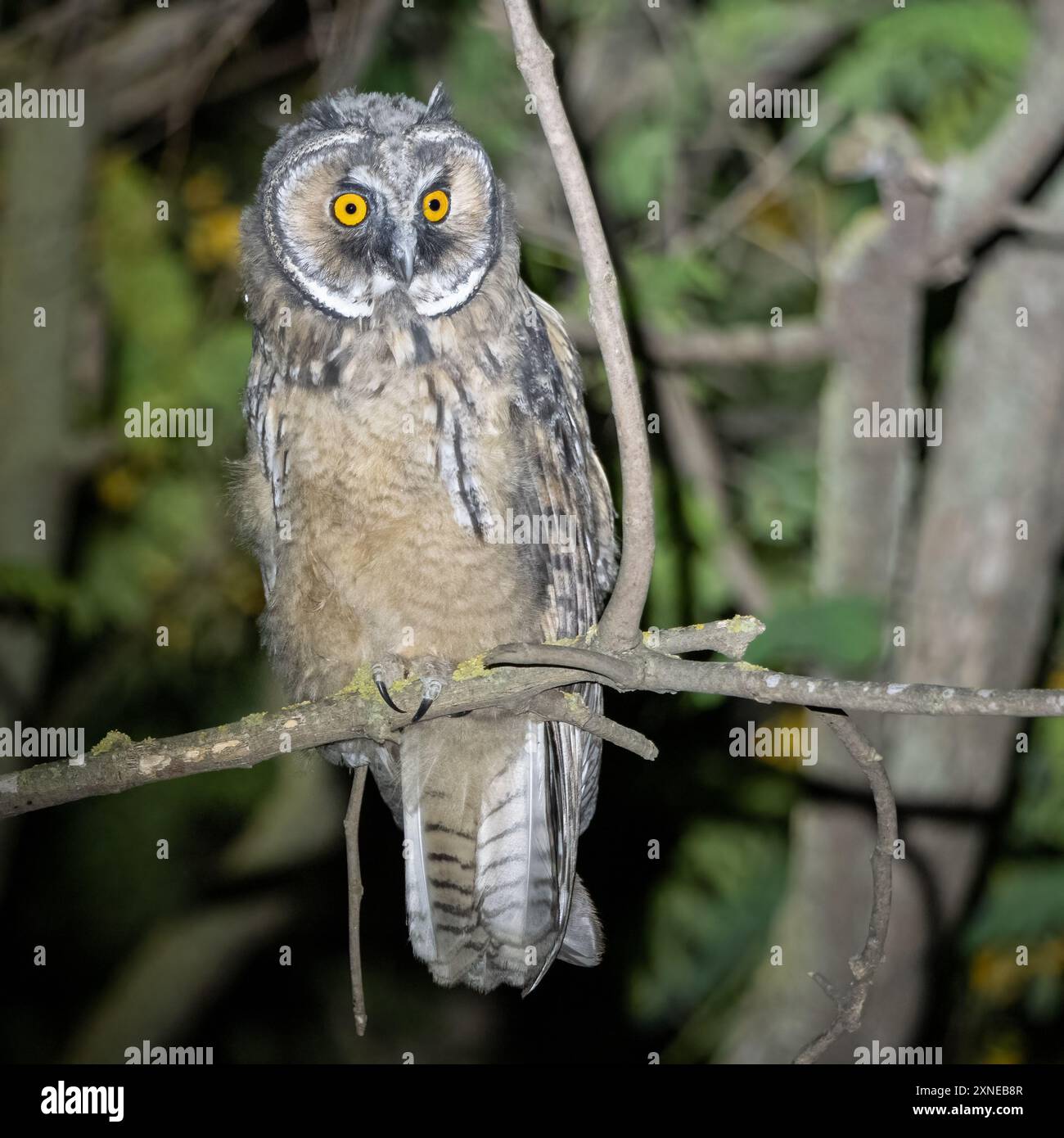 Long-eared Owl with Playful Penetrating Look Stock Photo - Alamy