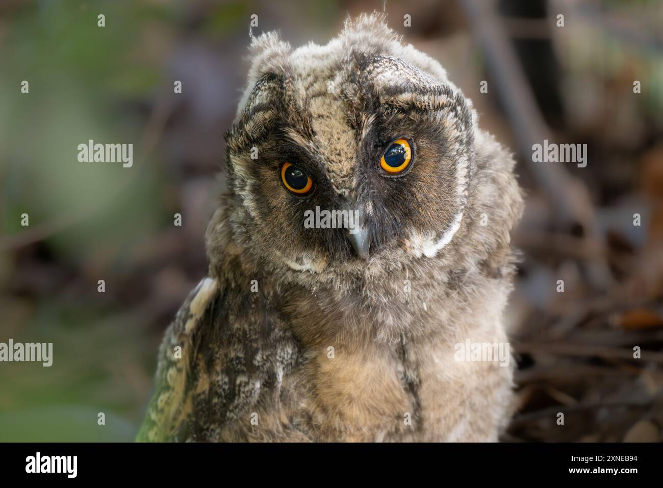 Long-eared Owl with Playful Penetrating Look Stock Photo - Alamy