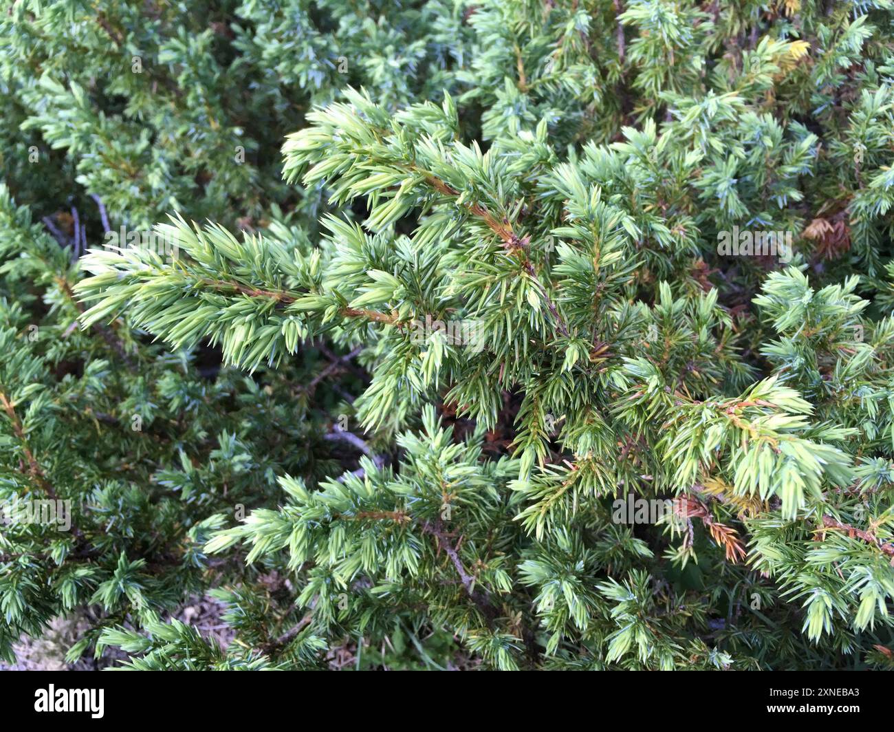 common juniper (Juniperus communis) Plantae Stock Photo - Alamy