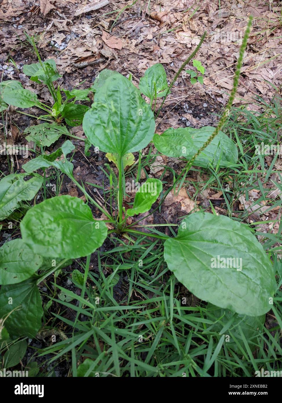 American plantain (Plantago rugelii) Plantae Stock Photo - Alamy