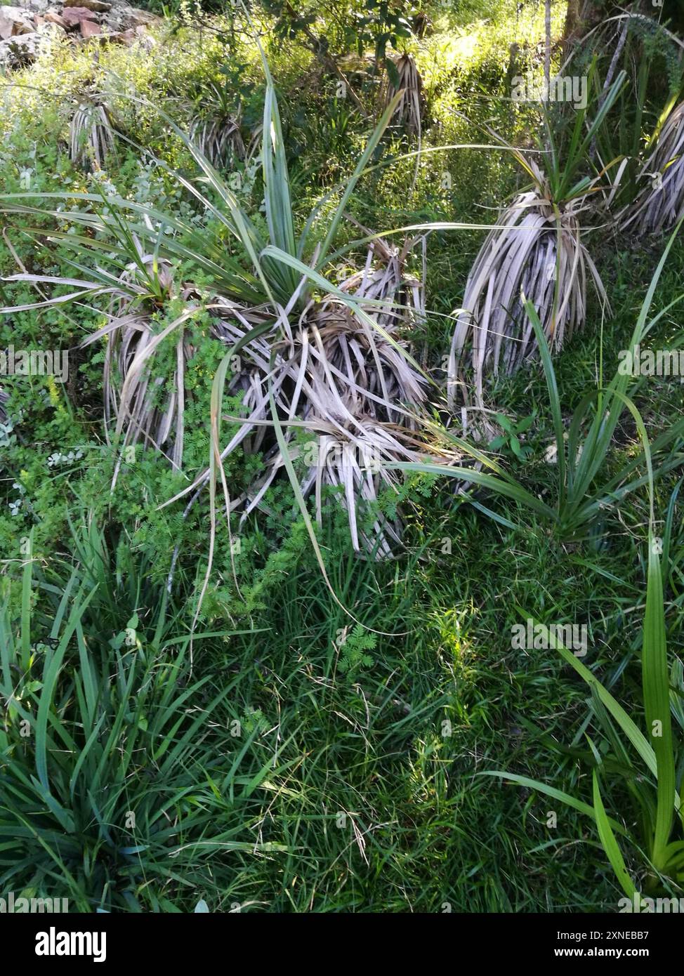 Palmiet (Prionium serratum) Plantae Stock Photo - Alamy