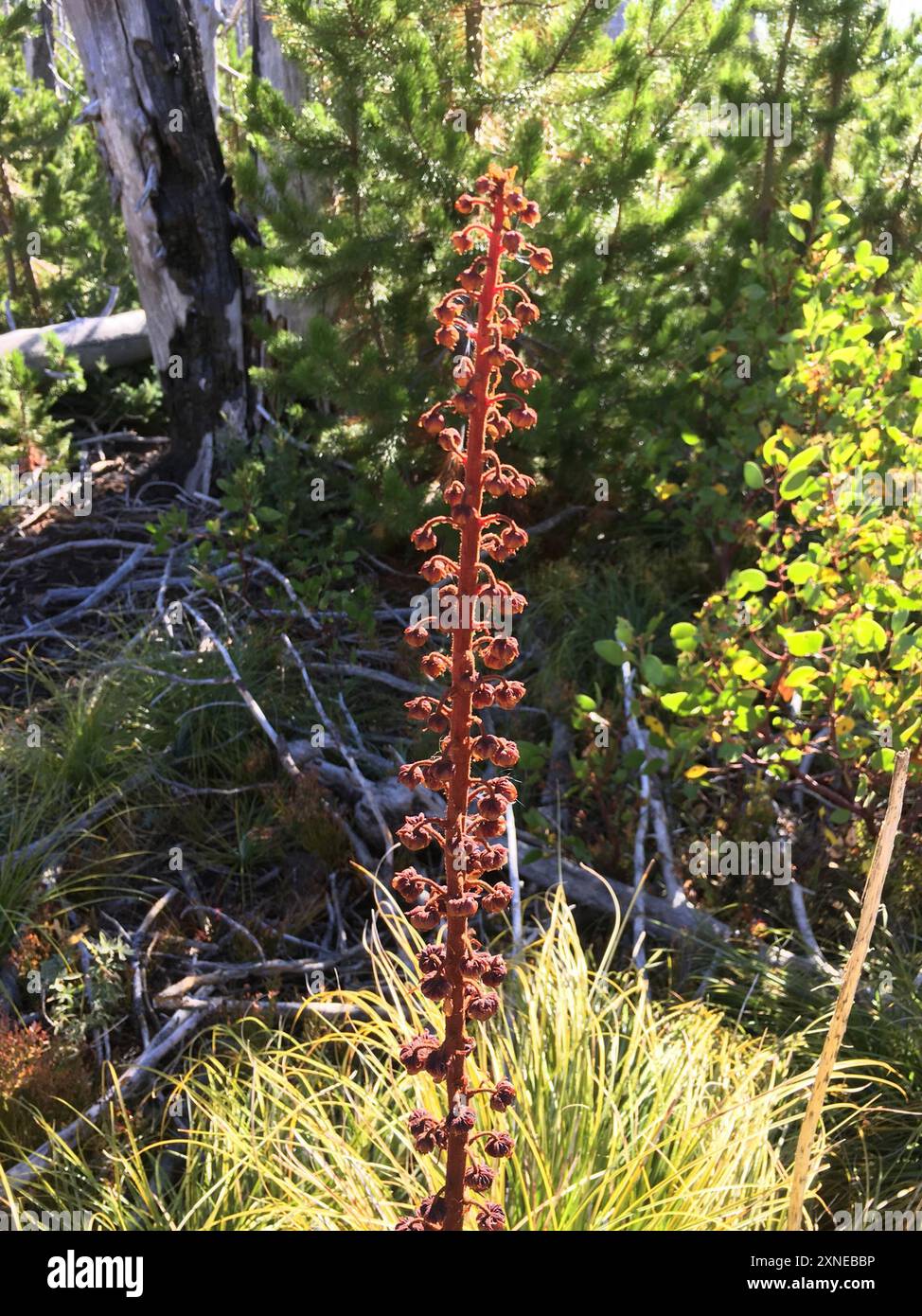 woodland pinedrops (Pterospora andromedea) Plantae Stock Photo - Alamy