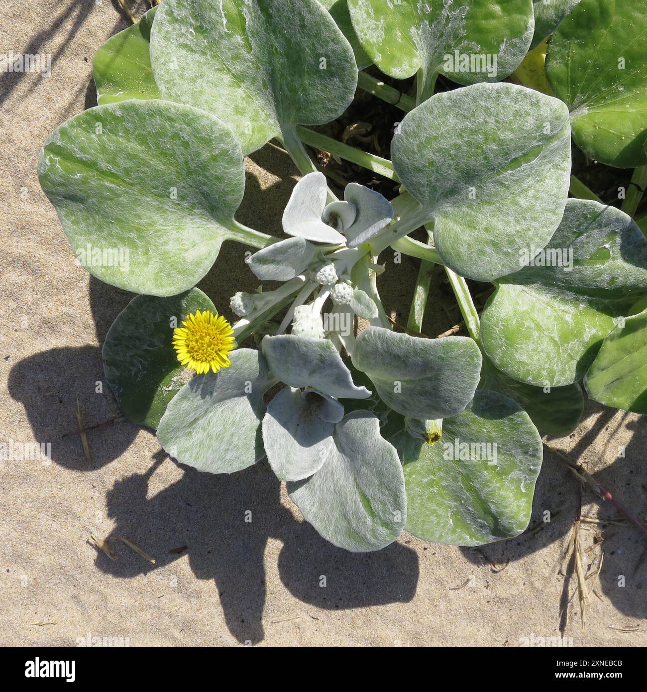 Cape Beach Daisy (Arctotheca populifolia) Plantae Stock Photo - Alamy