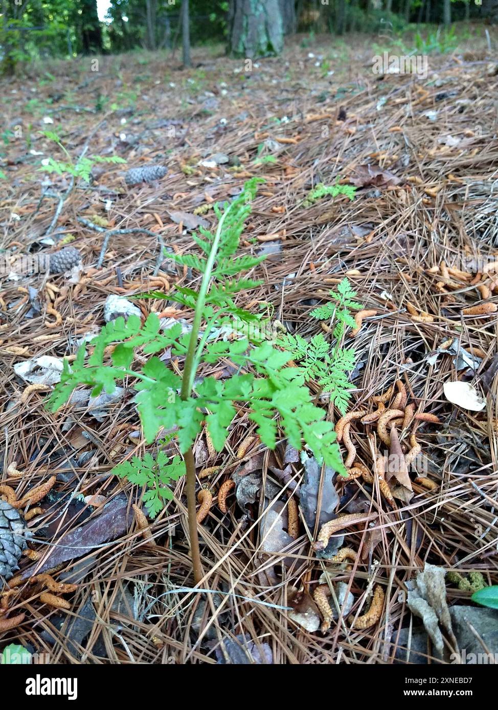rattlesnake fern (Botrypus virginianus) Plantae Stock Photo - Alamy