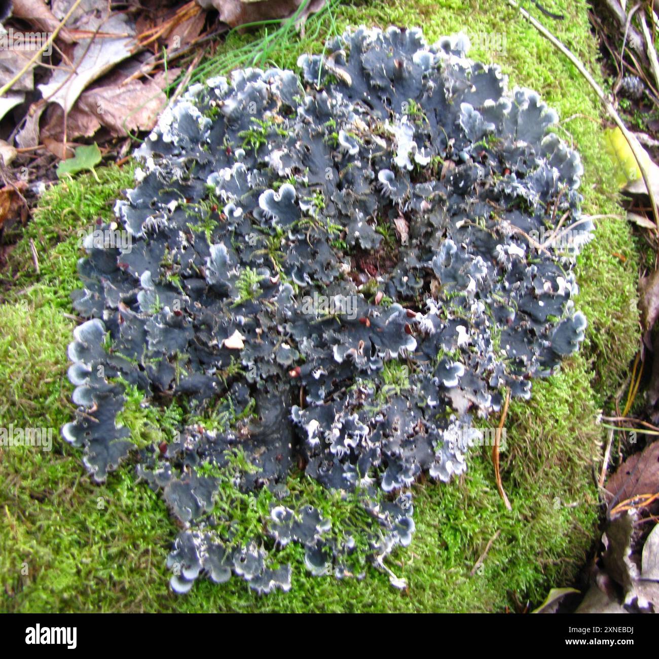 dog pelt lichen (Peltigera canina) Fungi Stock Photo - Alamy