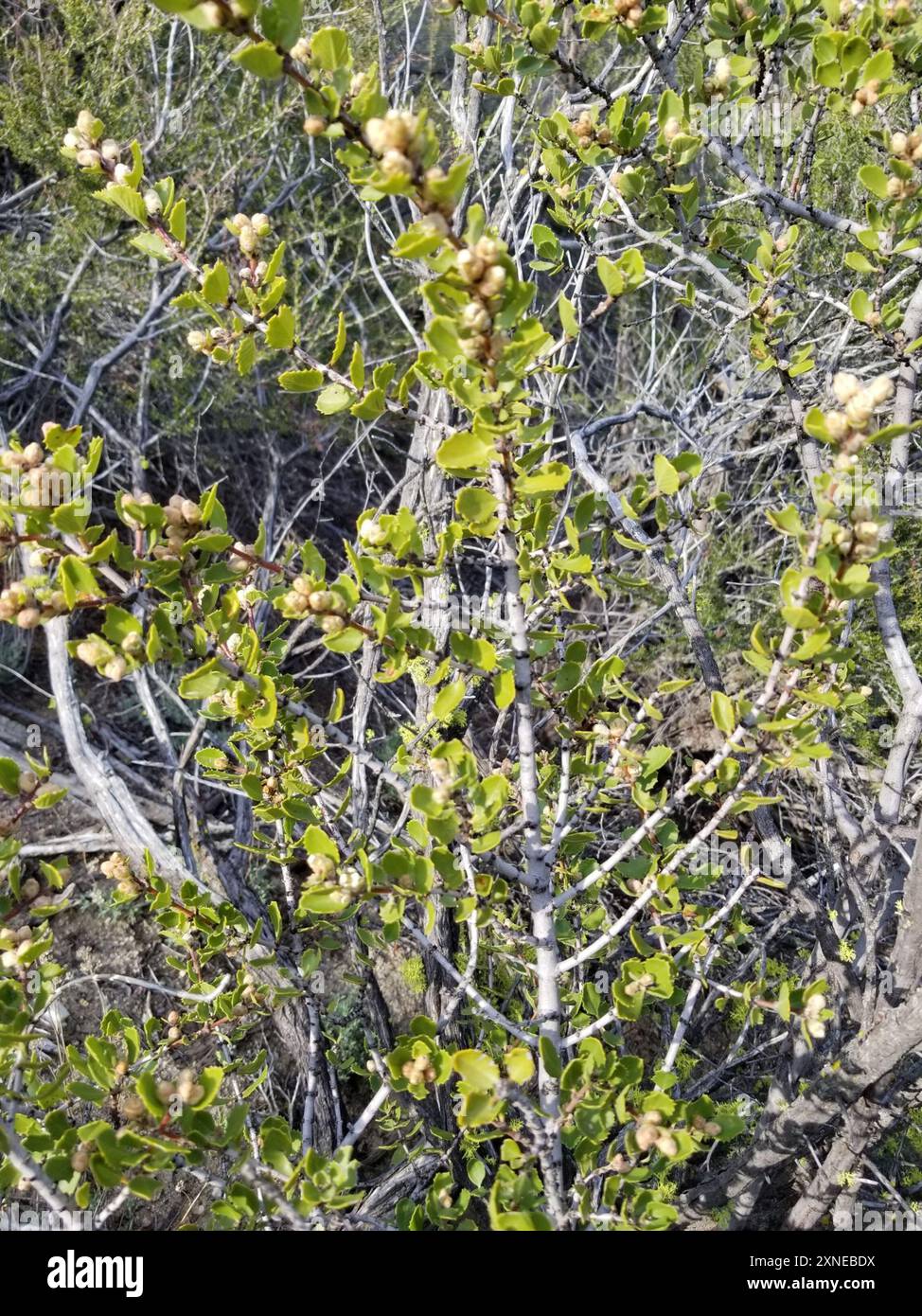Cupped Leaf Ceanothus (Ceanothus perplexans) Plantae Stock Photo - Alamy