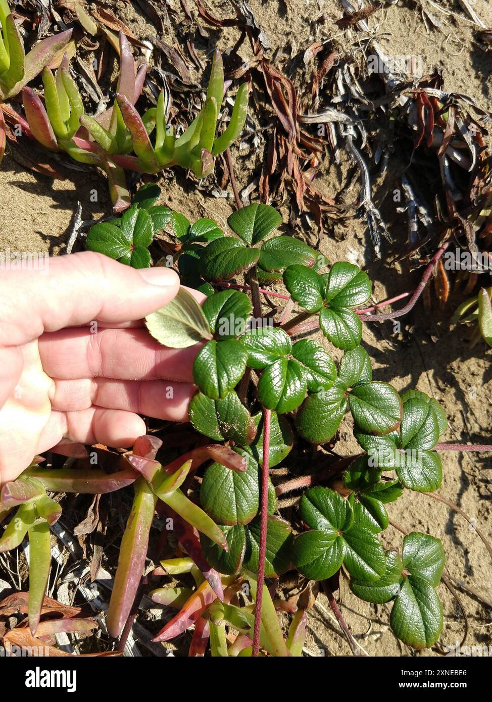 beach strawberry (Fragaria chiloensis) Plantae Stock Photo - Alamy