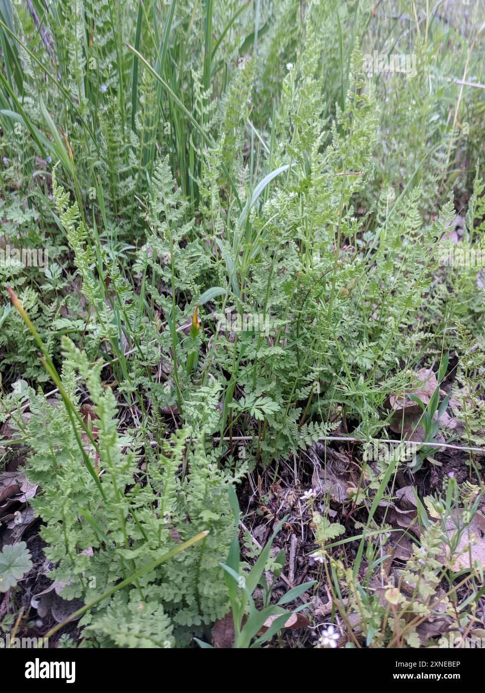 ferns (Polypodiopsida) Plantae Stock Photo - Alamy