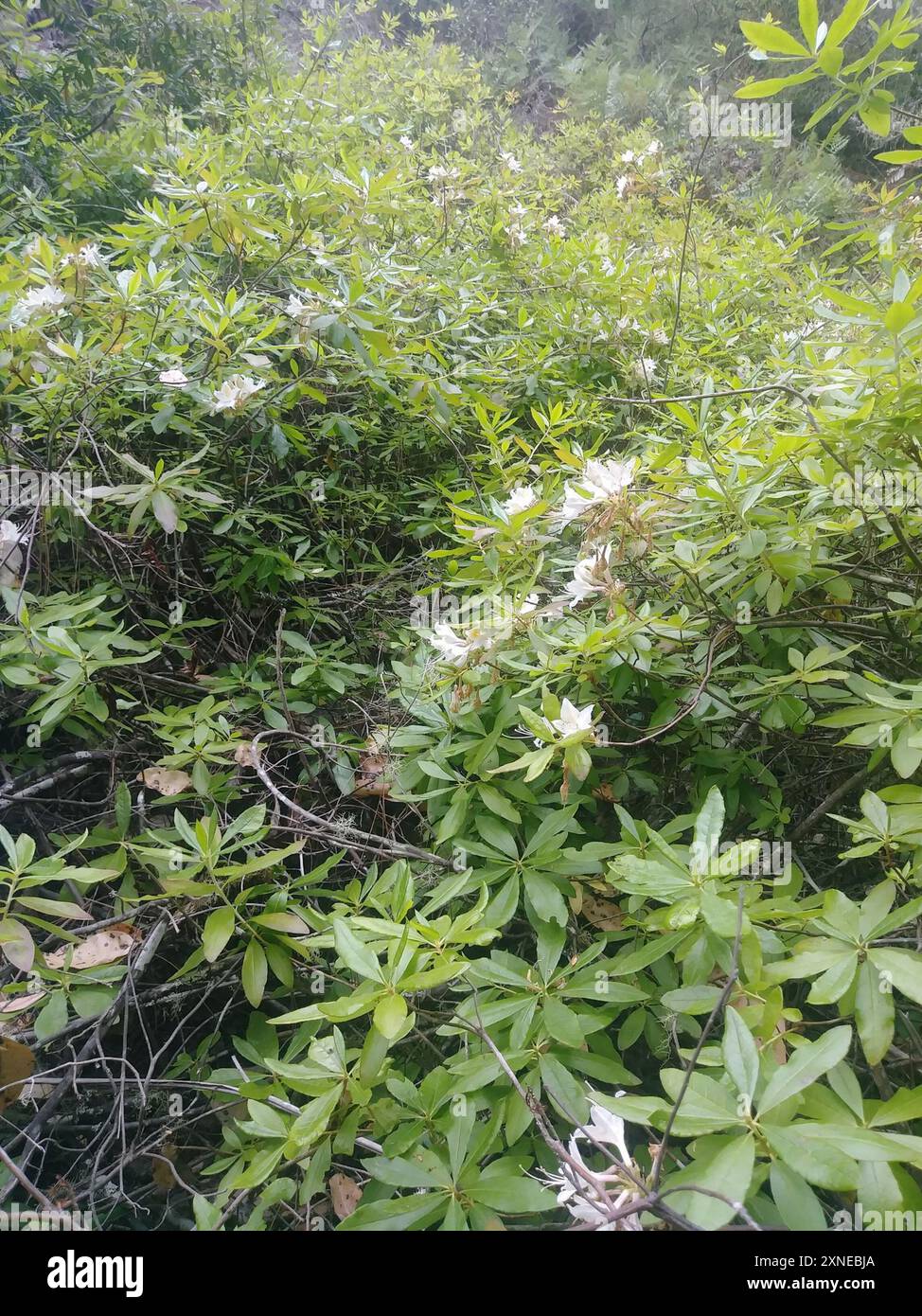 western azalea (Rhododendron occidentale) Plantae Stock Photo - Alamy