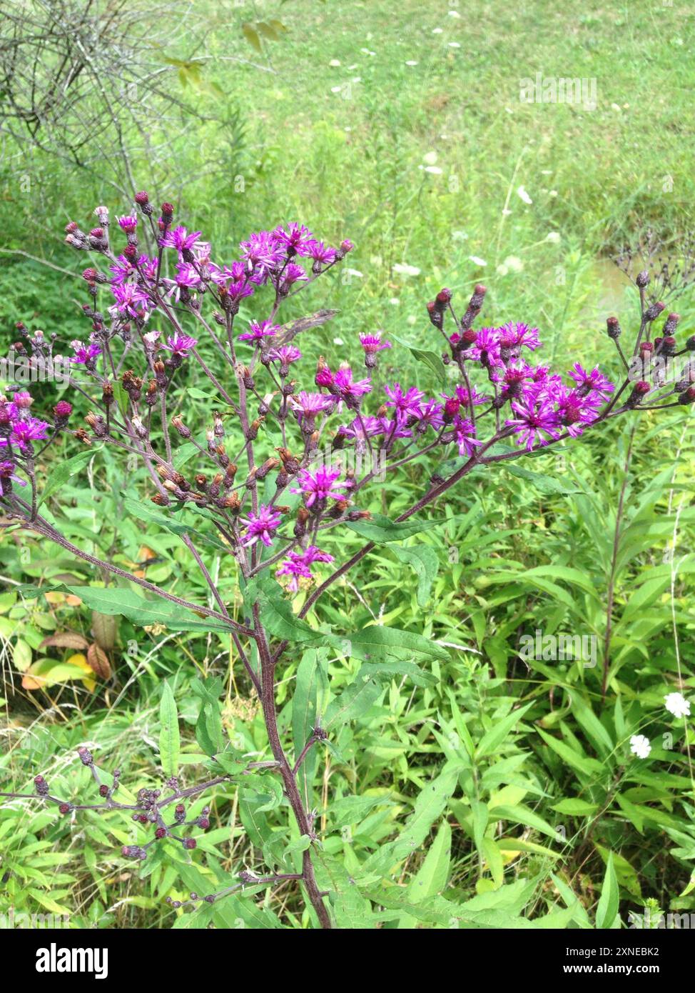 Tall Ironweed (Vernonia gigantea) Plantae Stock Photo - Alamy