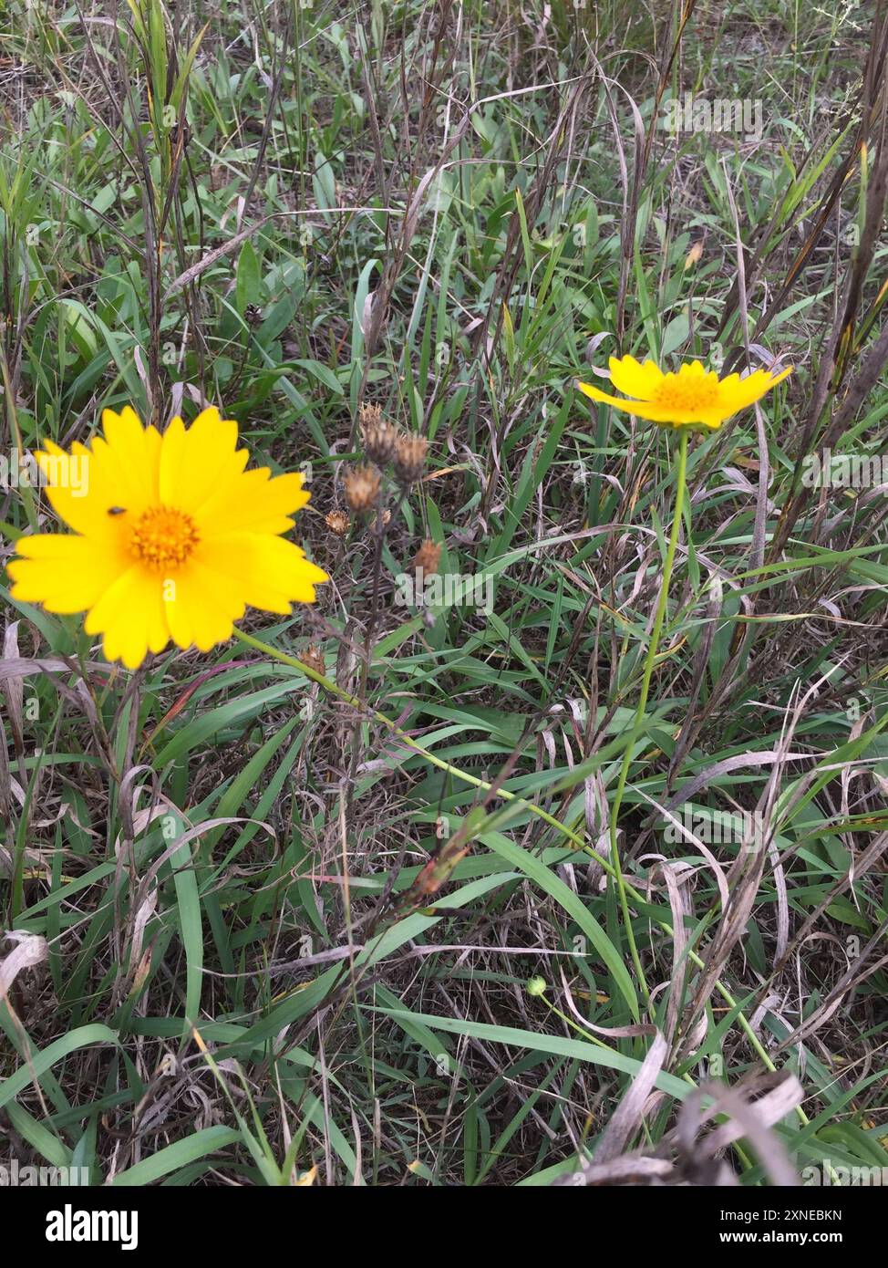 Lance-leaved Coreopsis (Coreopsis lanceolata) Plantae Stock Photo - Alamy
