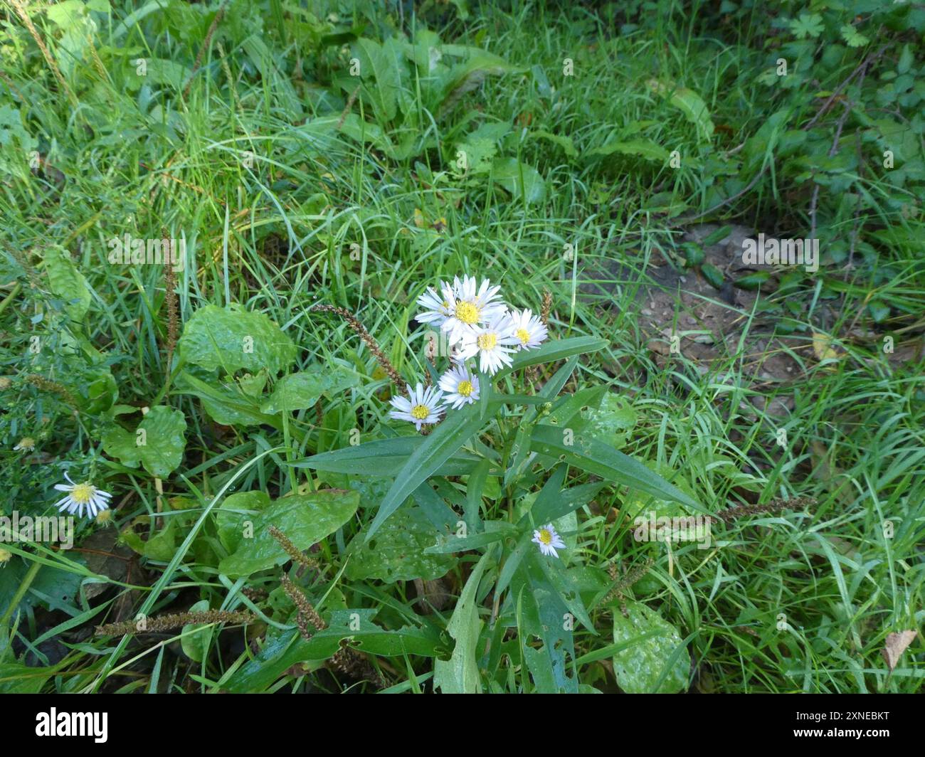 American asters (Symphyotrichum) Plantae Stock Photo - Alamy