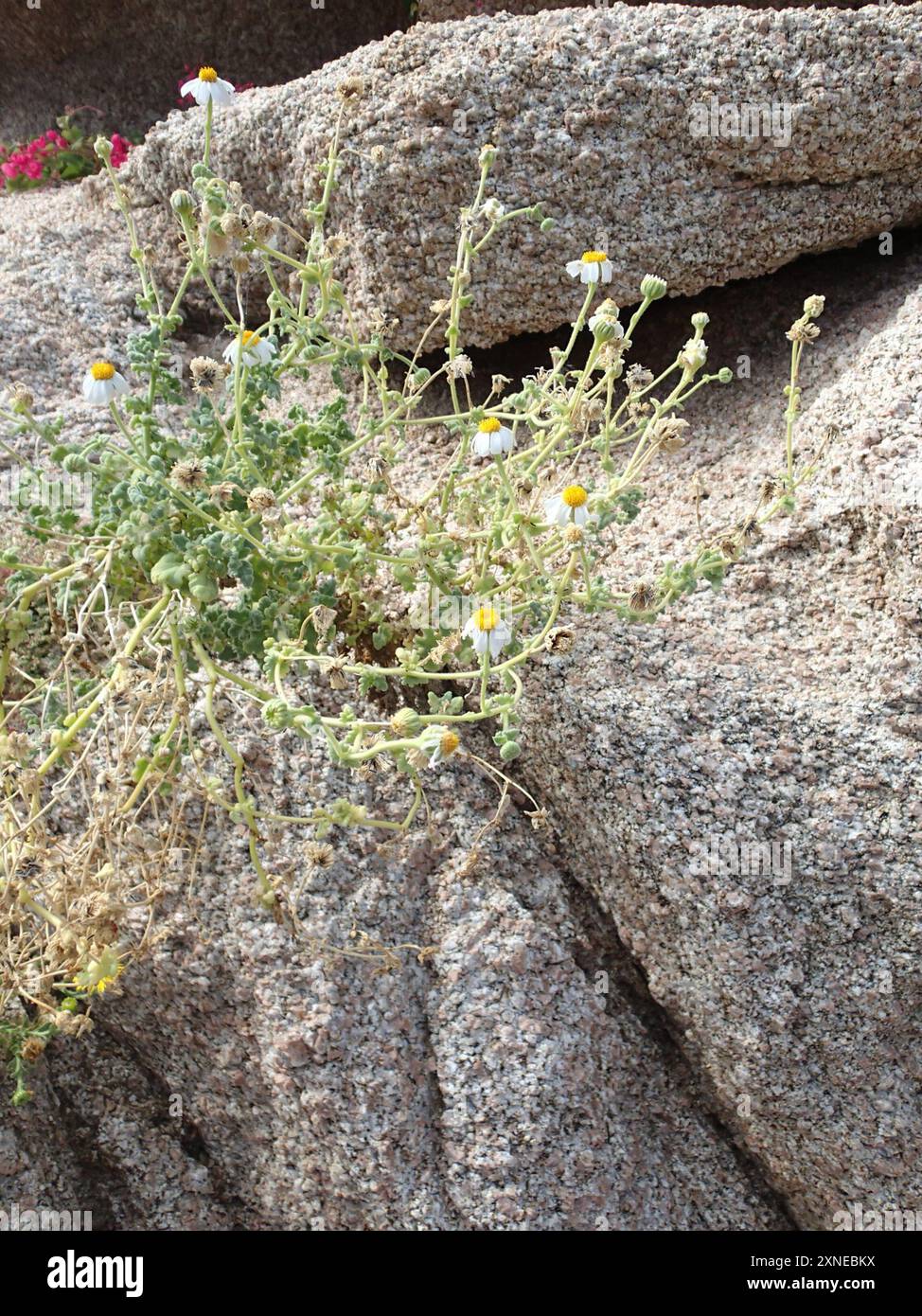thickleaf rockdaisy (Perityle crassifolia) Plantae Stock Photo - Alamy