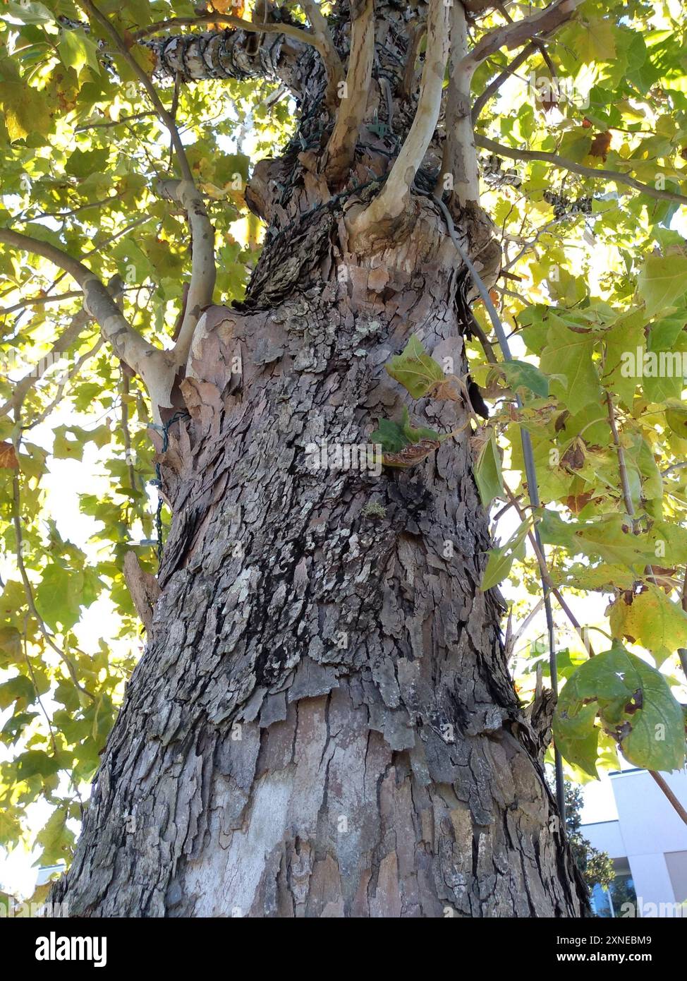 American sycamore (Platanus occidentalis) Plantae Stock Photo - Alamy