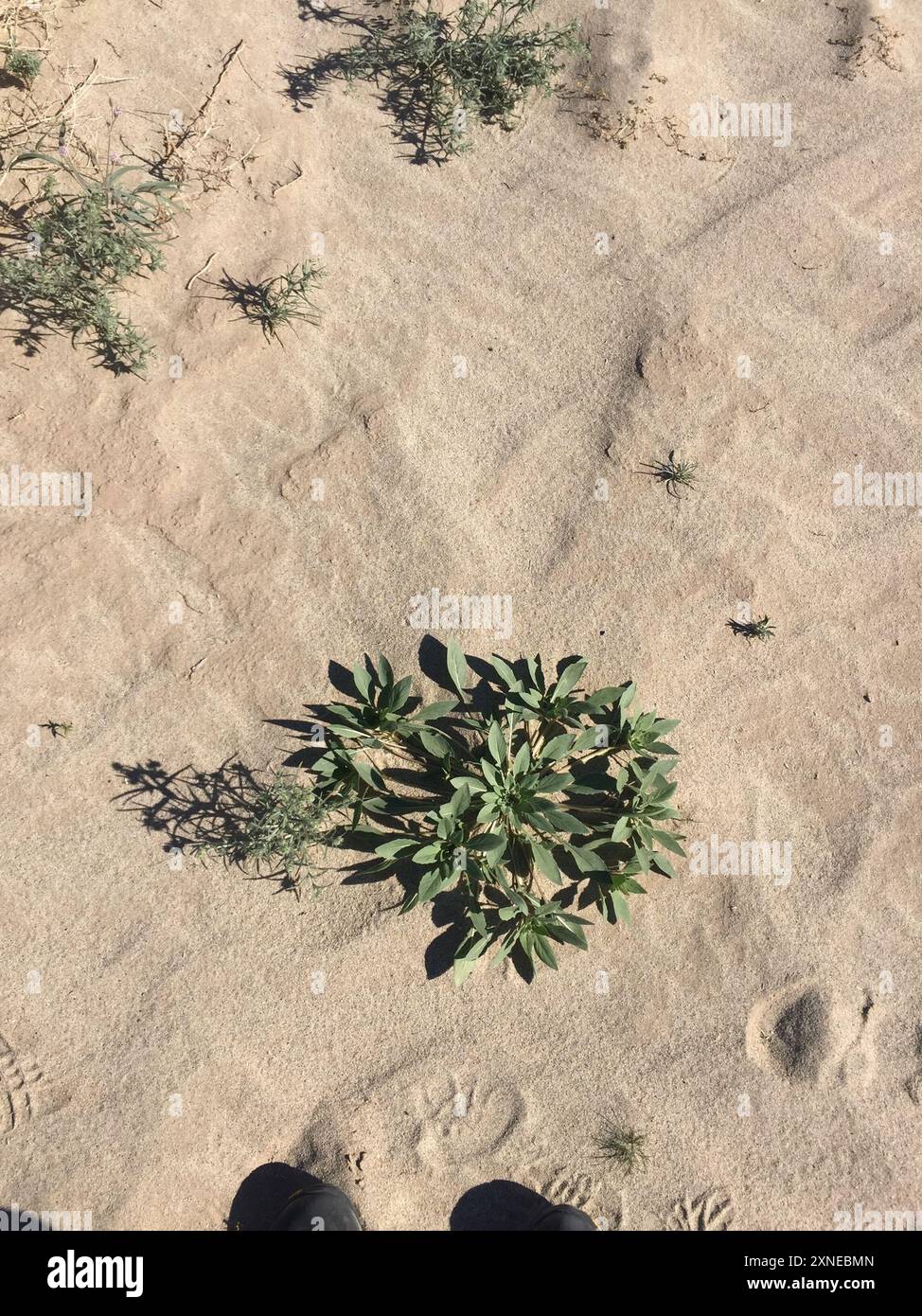 Annual Evening Primrose (Oenothera deltoides deltoides) Plantae Stock ...