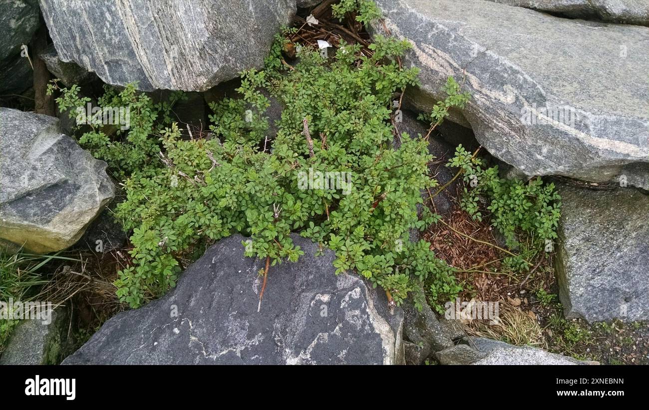 multiflora rose (Rosa multiflora) Plantae Stock Photo - Alamy