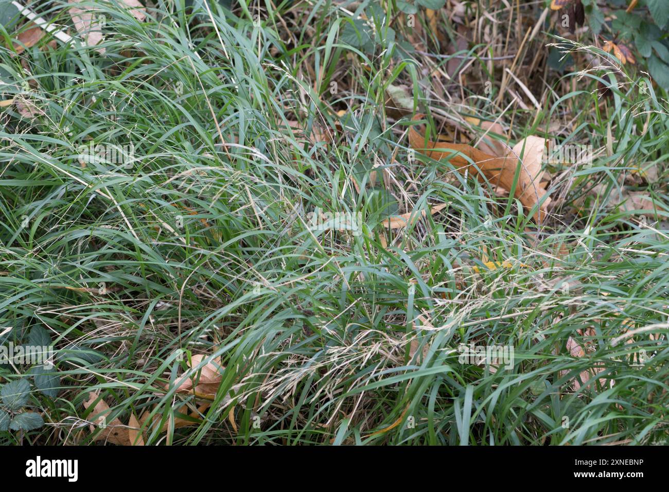 Smilo Grass (Oloptum miliaceum) Plantae Stock Photo - Alamy