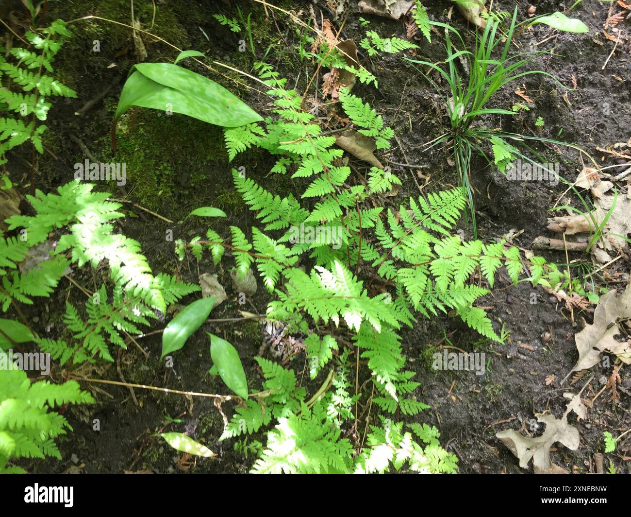 Cystopteris bulbifera hi-res stock photography and images - Alamy