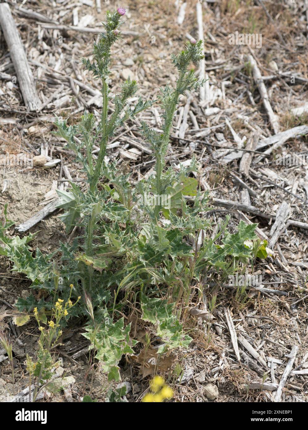 Italian thistle (Carduus pycnocephalus) Plantae Stock Photo - Alamy