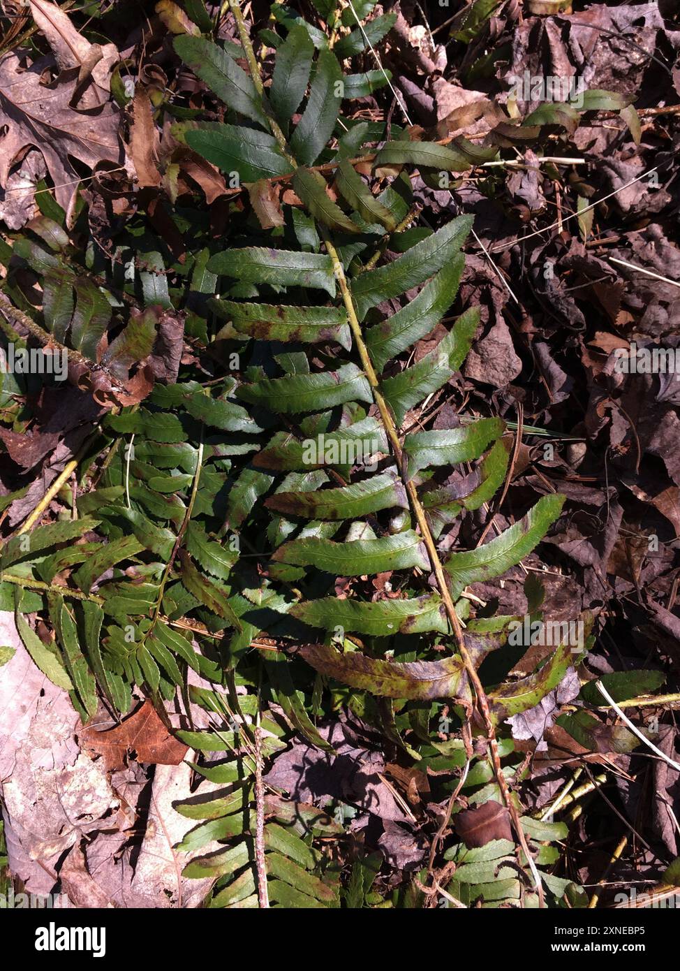 Christmas fern (Polystichum acrostichoides) Plantae Stock Photo - Alamy