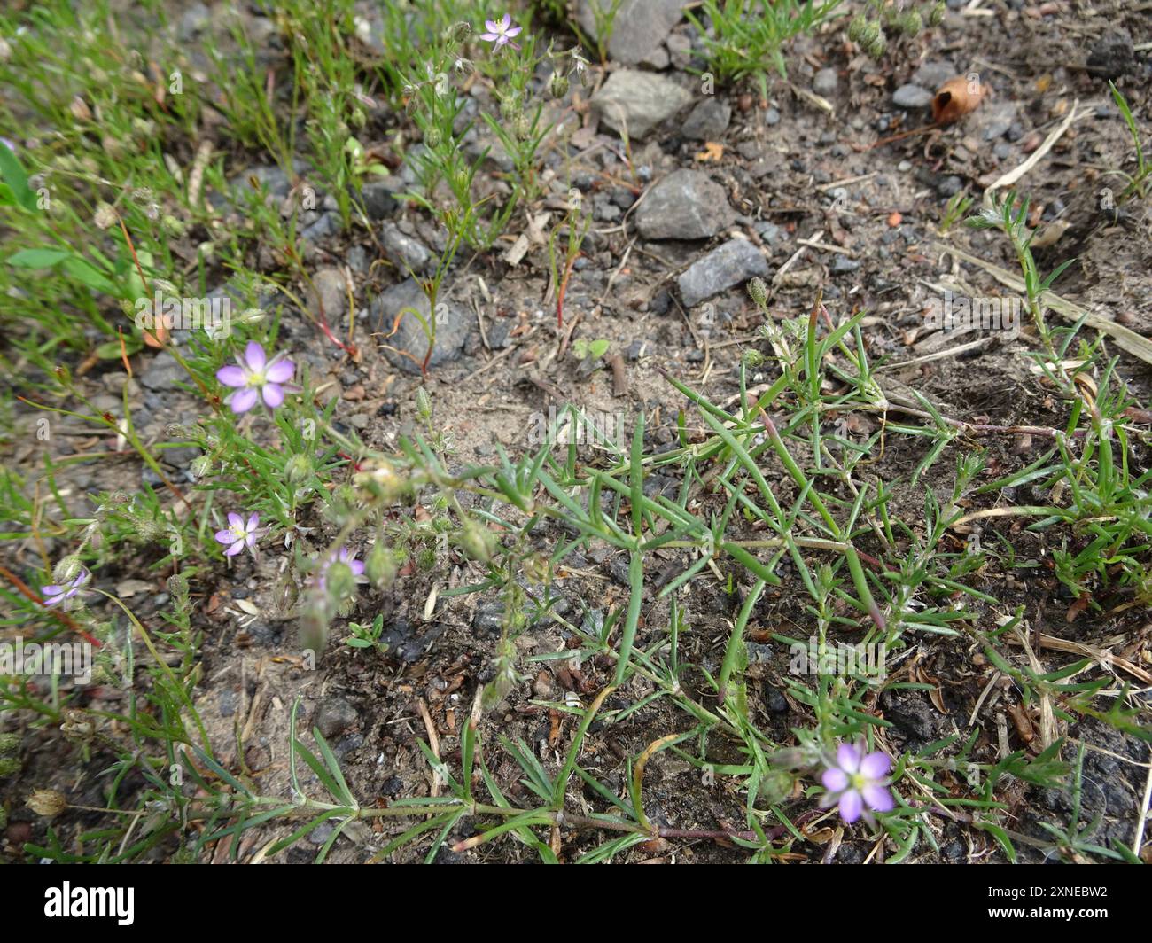 Red Sand Spurrey (Spergularia rubra) Plantae Stock Photo - Alamy