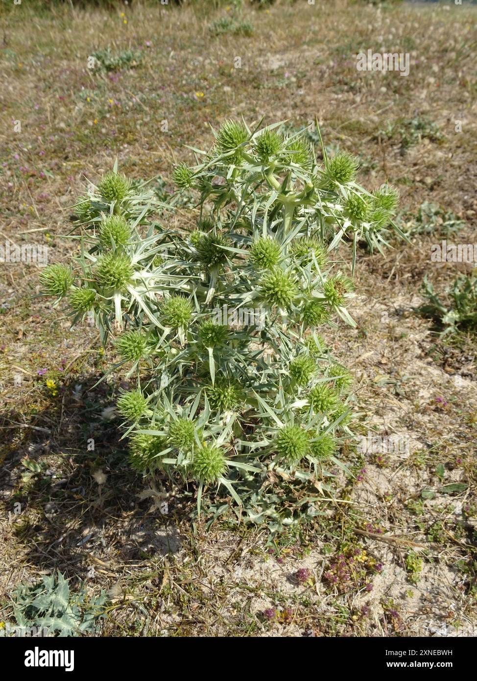 Field Eryngo (Eryngium campestre) Plantae Stock Photo - Alamy