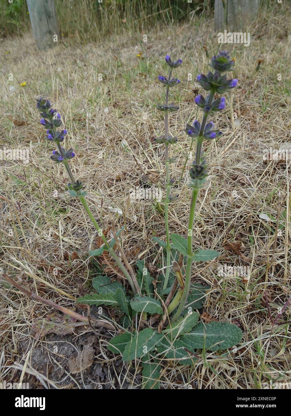 wild clary (Salvia verbenaca) Plantae Stock Photo - Alamy
