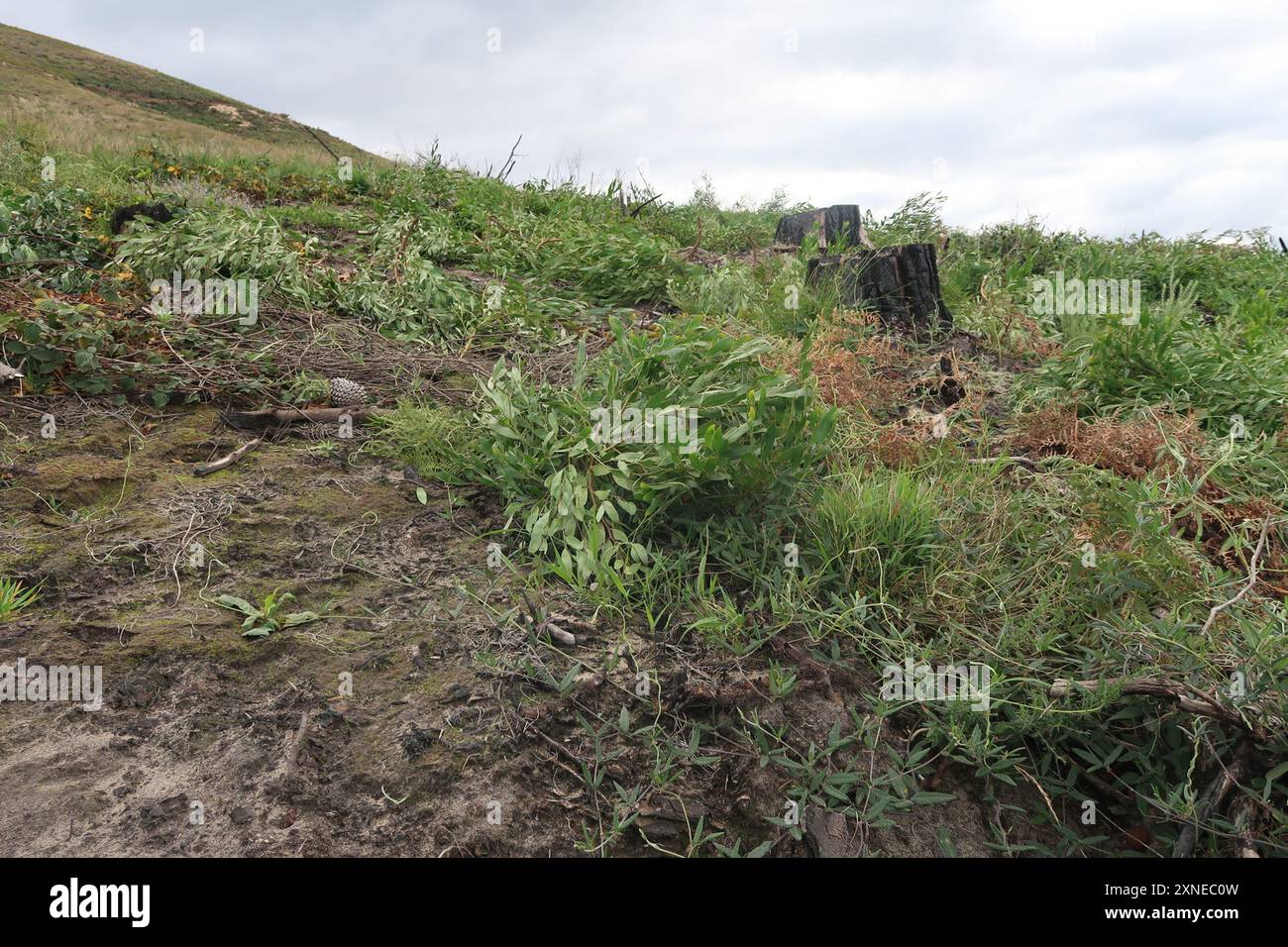 western coastal wattle (Acacia cyclops) Plantae Stock Photo - Alamy