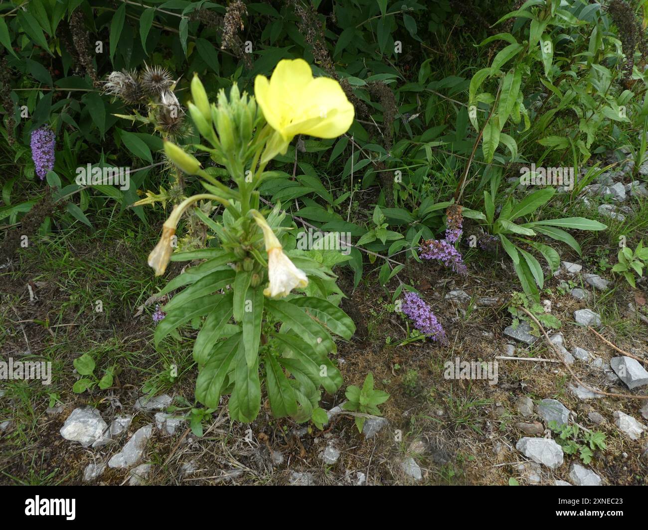 Welsh evening-primrose (Oenothera cambrica) Plantae Stock Photo - Alamy