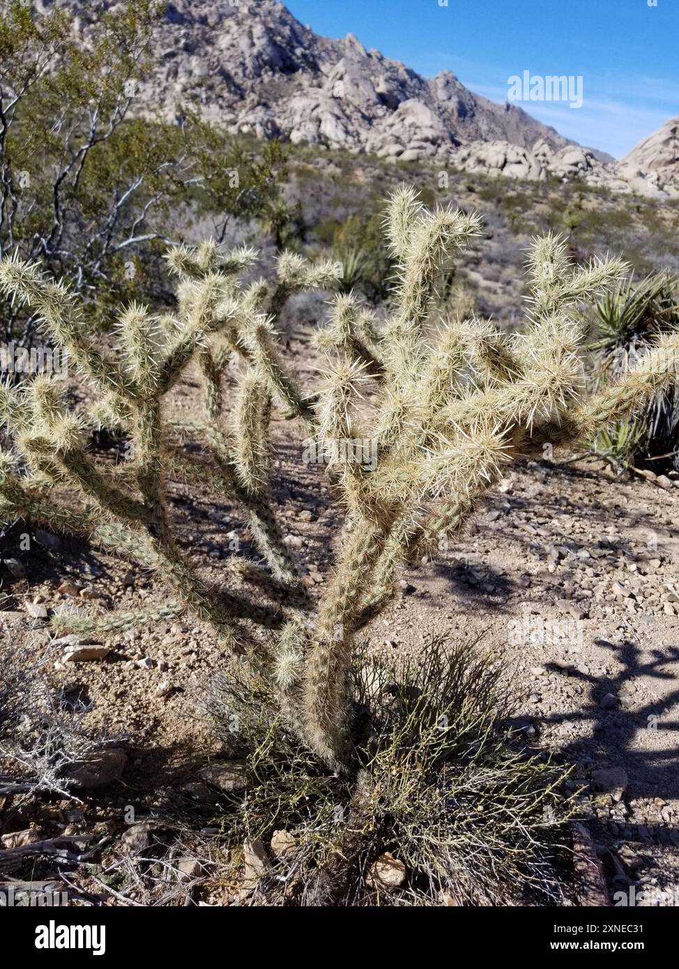 Buckhorn Cholla (Cylindropuntia acanthocarpa) Plantae Stock Photo - Alamy