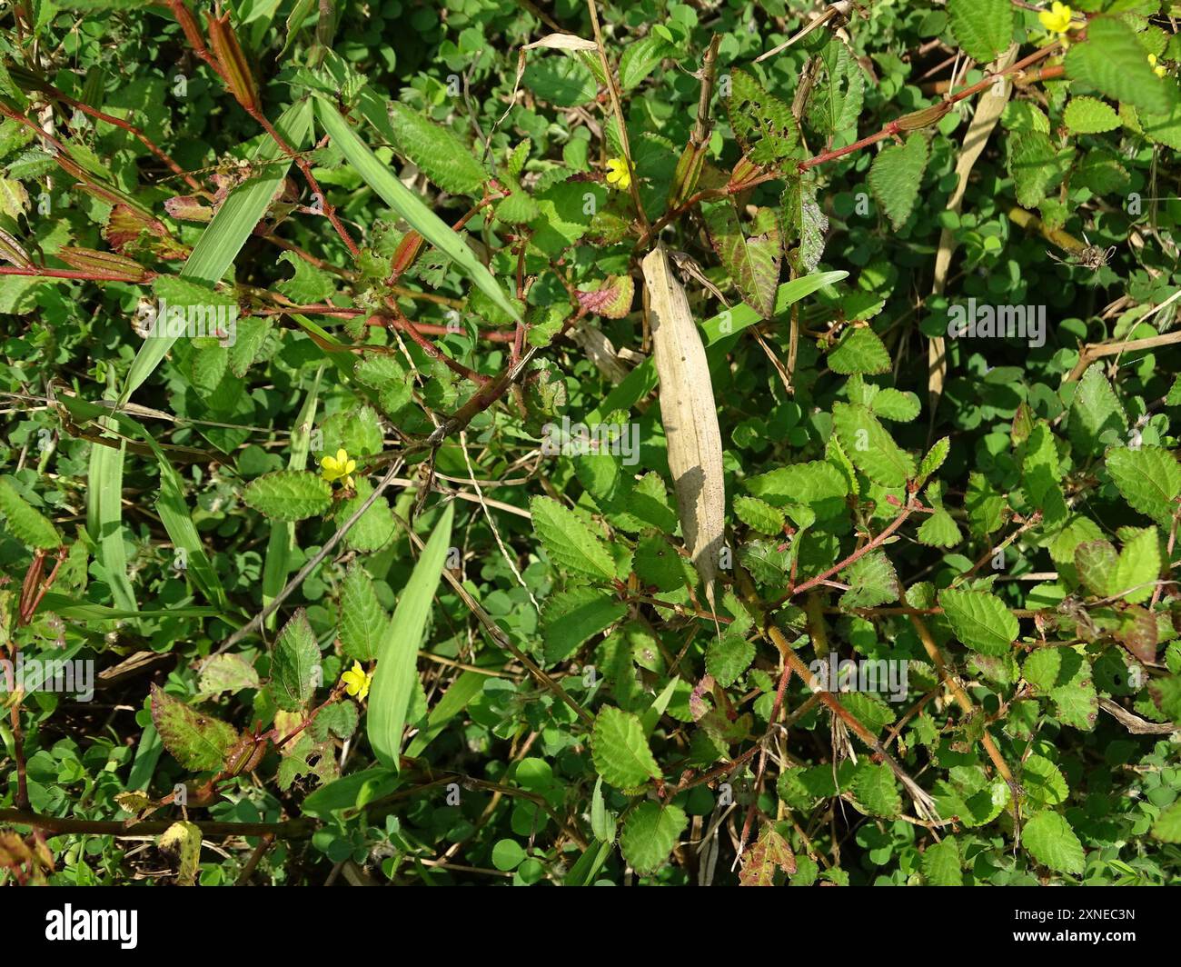 East Indian Mallow (Corchorus aestuans) Plantae Stock Photo - Alamy