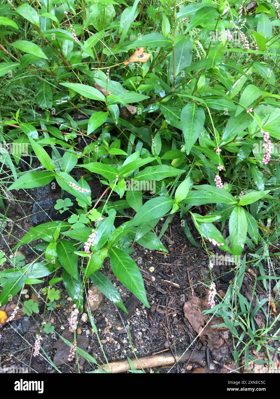 low smartweed (Persicaria longiseta) Plantae Stock Photo - Alamy