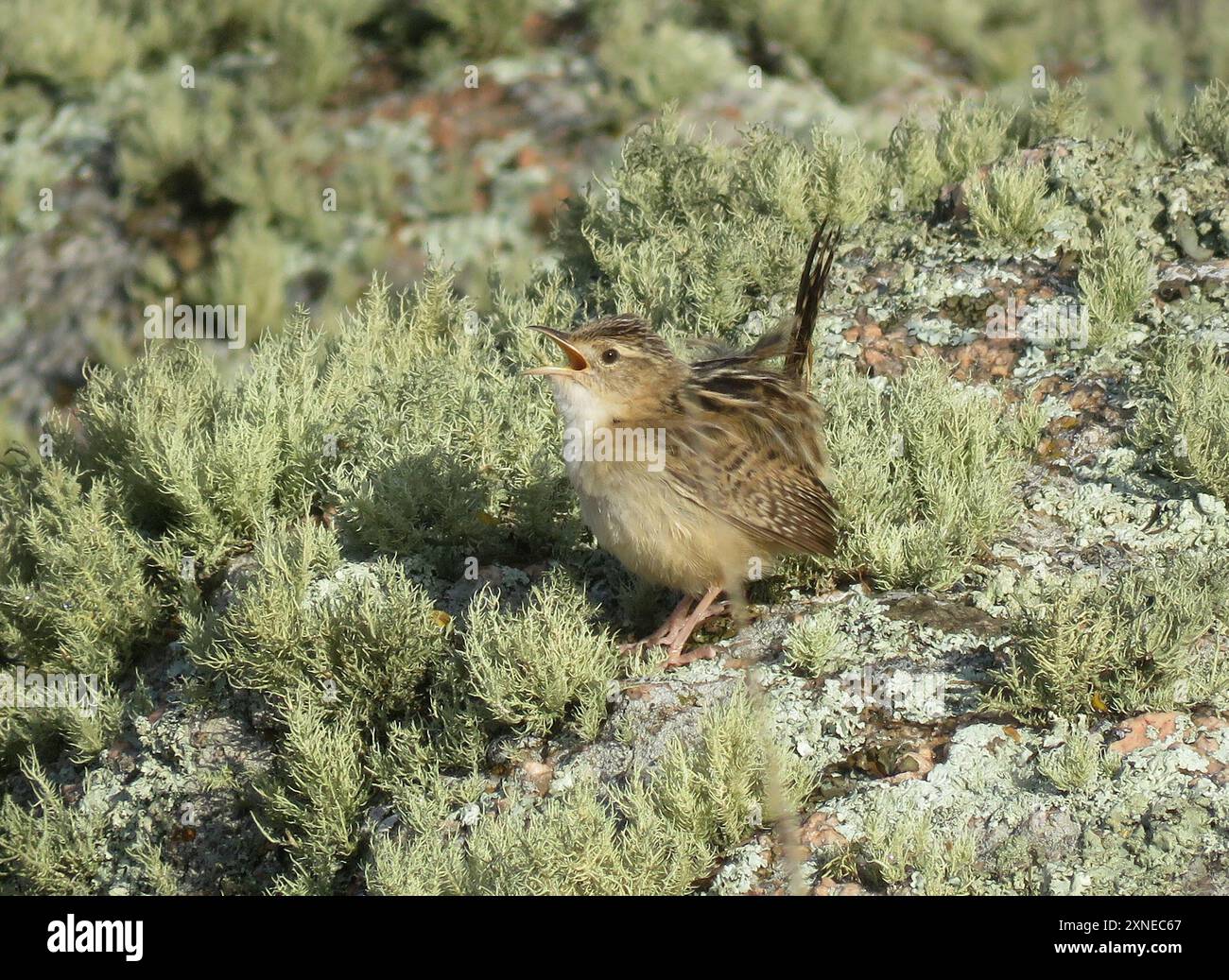 Grass Wren (Cistothorus platensis) Aves Stock Photo - Alamy