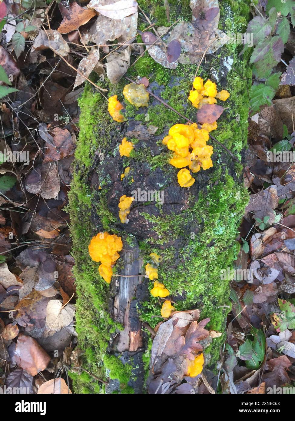 Orange Jelly Spot (Dacrymyces chrysospermus) Fungi Stock Photo - Alamy