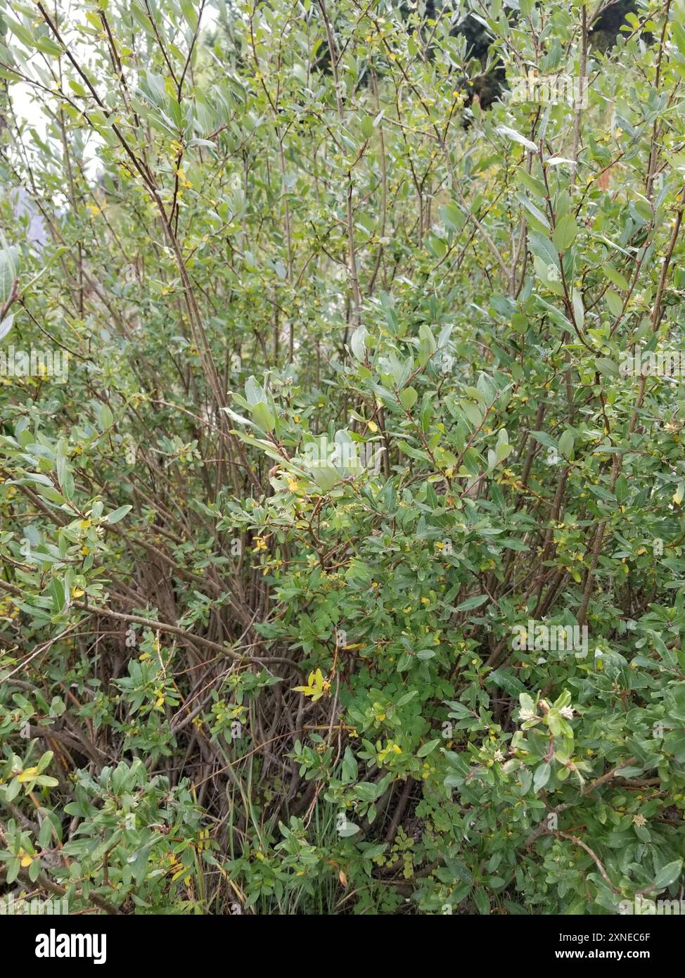 bebb's willow (Salix bebbiana) Plantae Stock Photo - Alamy